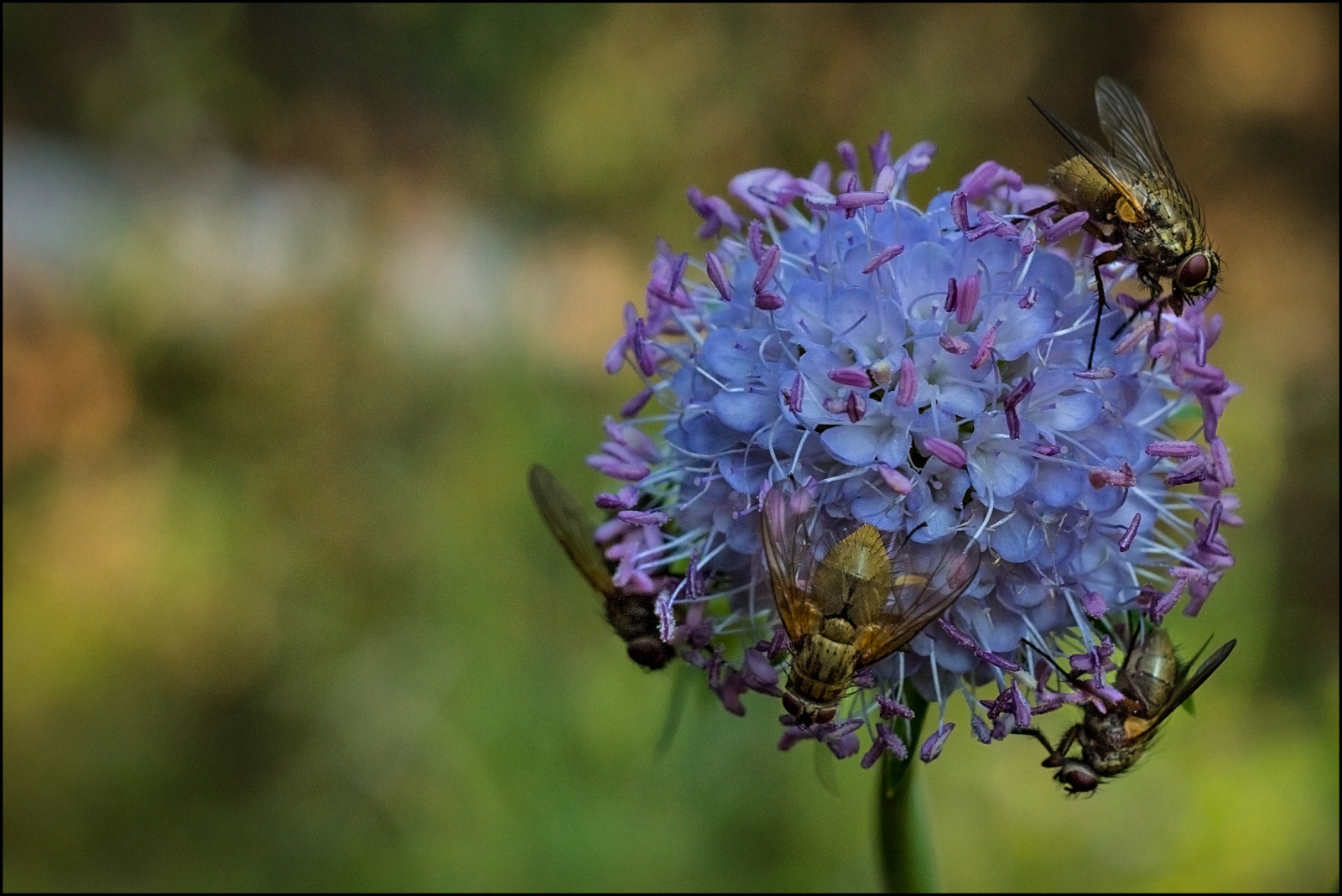 Tapety : Příroda, hmyz, Létat, letí, květ, diptera, zvěř, Moskva ...