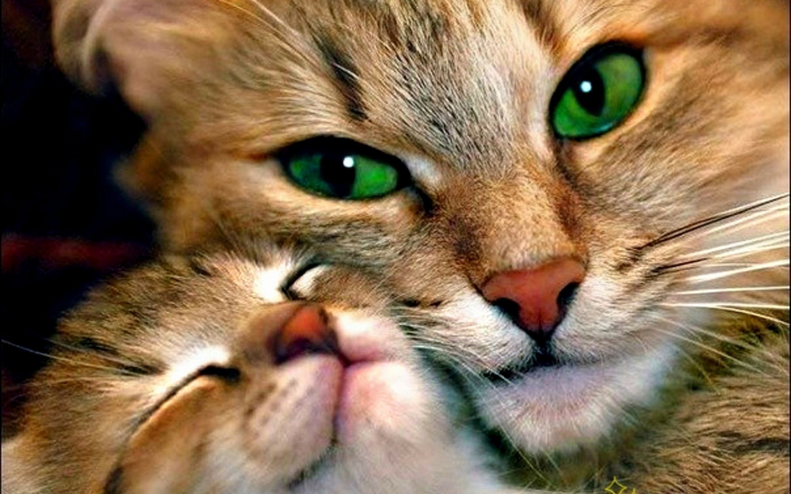 Sfondi : animali, naso, barba, gatto selvatico, gattino, vertebrato ...