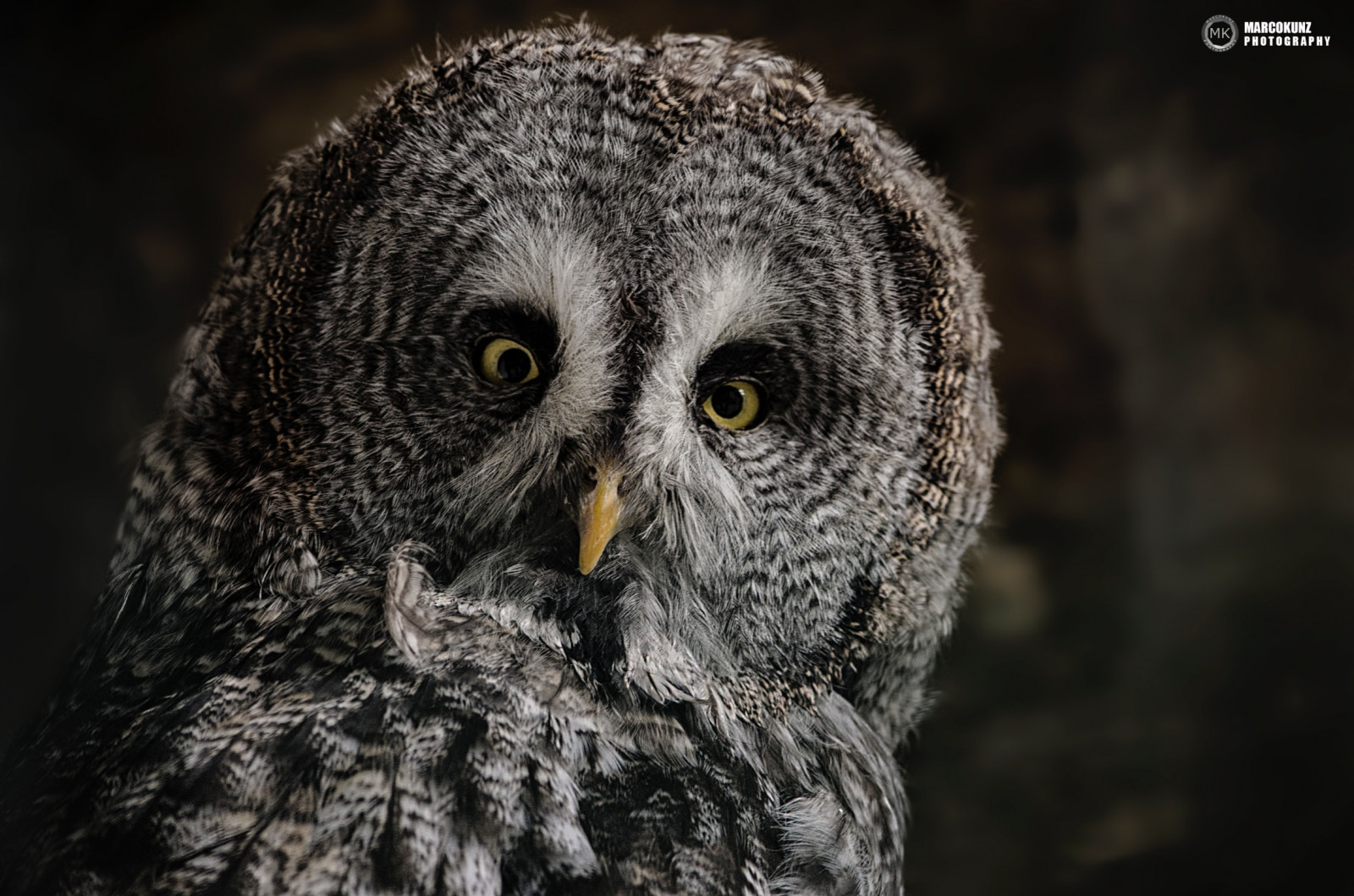Achtergronden : grote grijze uil, bek, fauna, roofvogel, vogel ...