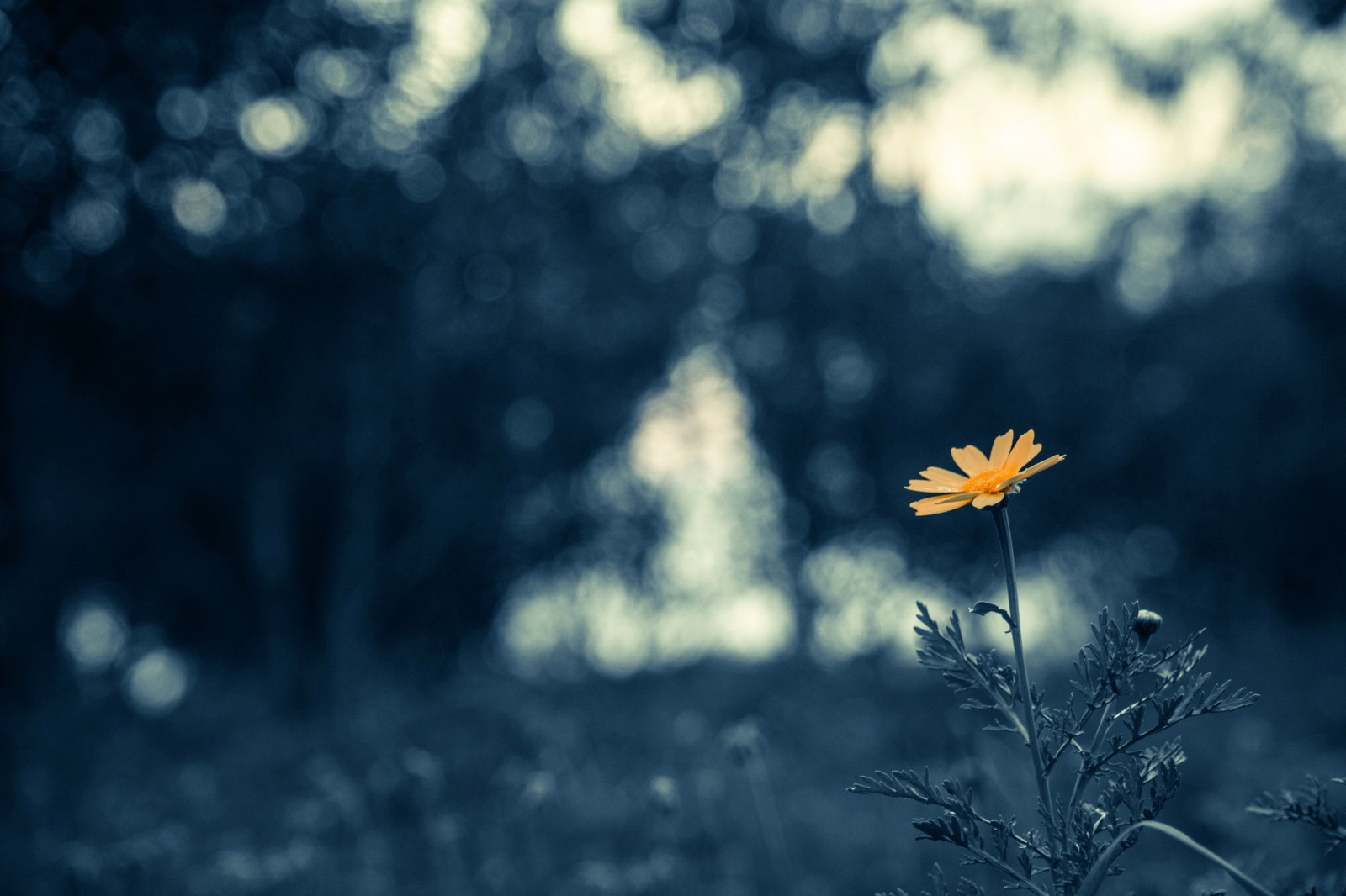 Wallpaper Sunlight Monochrome Flowers Nature Reflection Sky