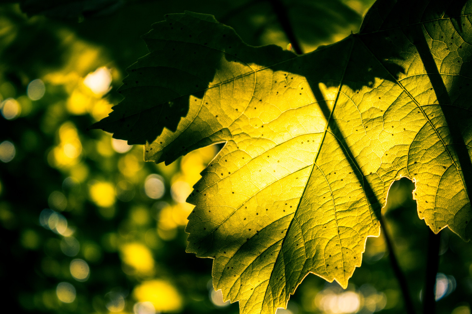 Wallpaper Sunlight Leaves Nature Branch Green Yellow Sun