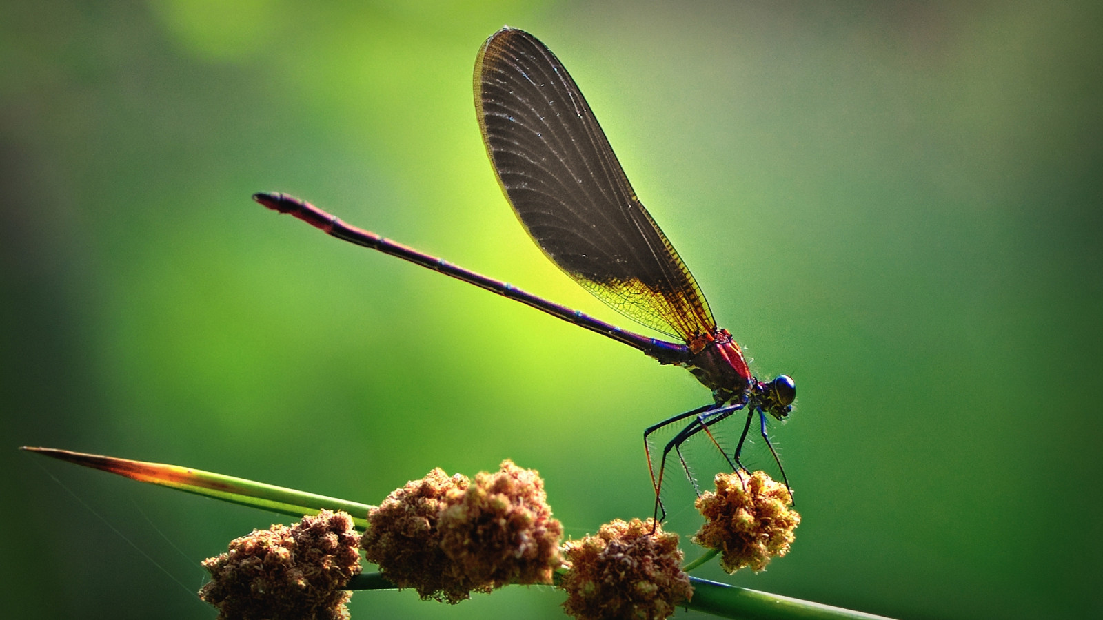 Wallpaper : insect, light, wings, blinding 1920x1080 - CoolWallpapers ...