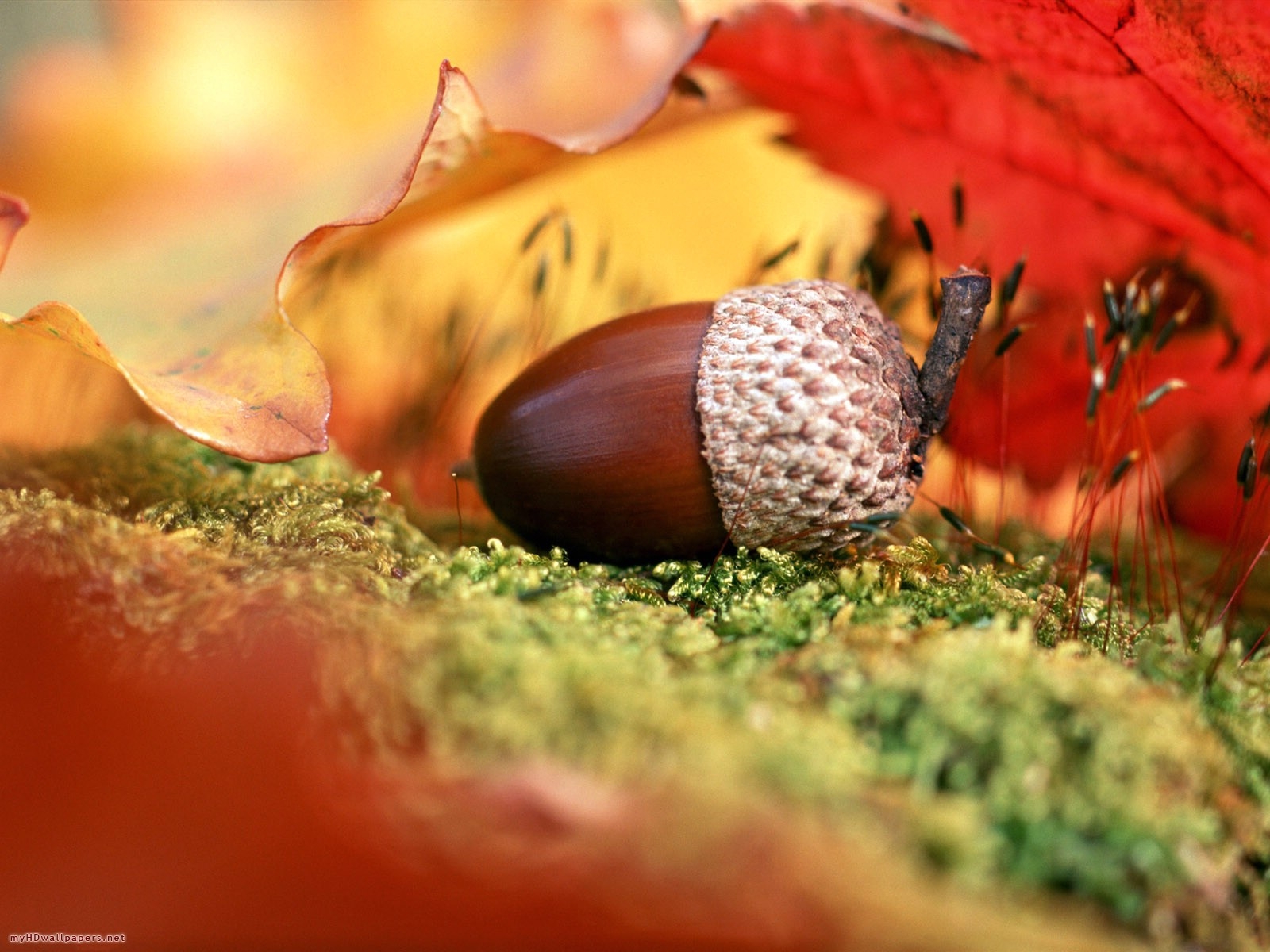 Wallpaper : acorn, leaves, fall 1600x1200 - - 1014848 - HD Wallpapers ...