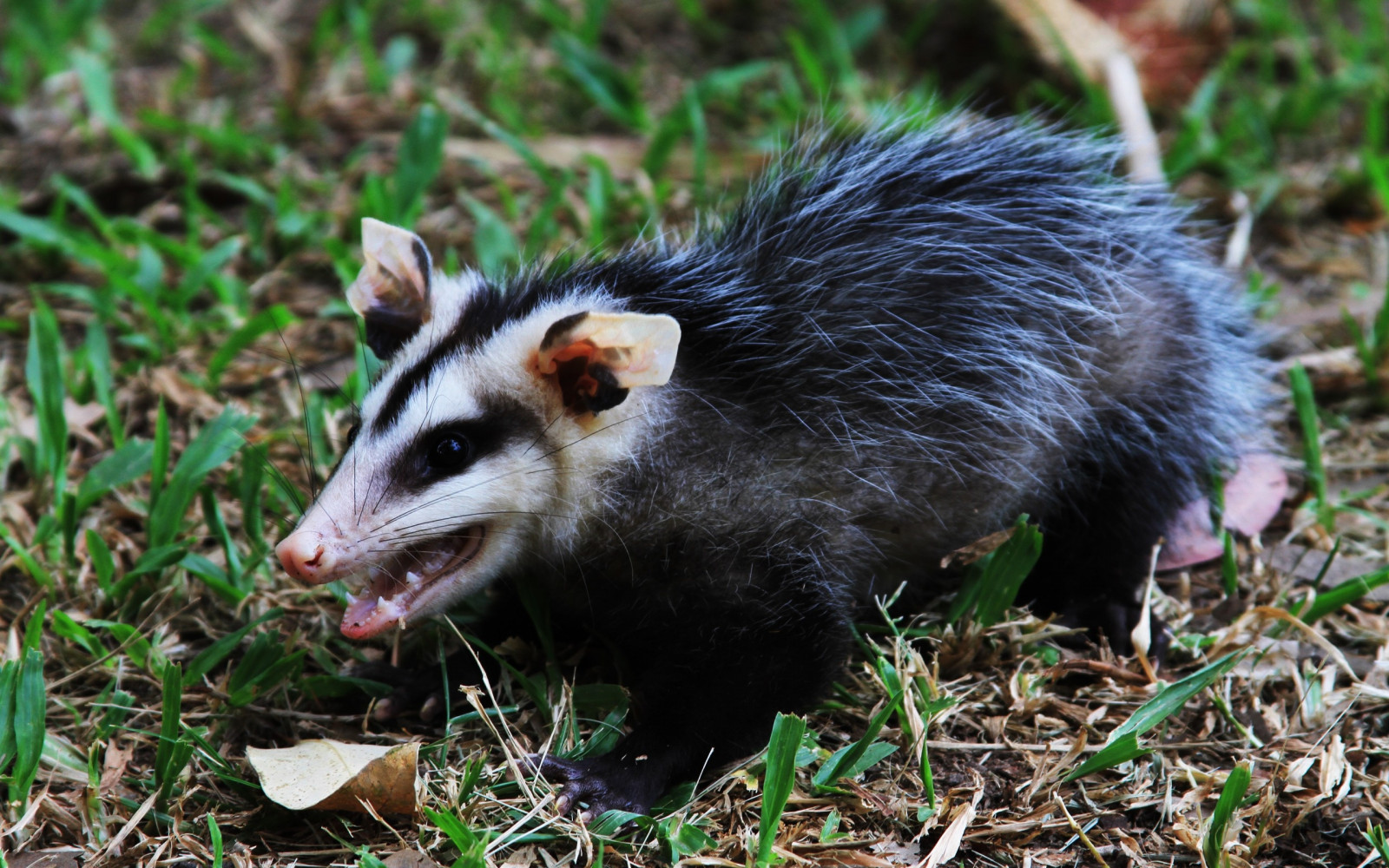Imagini de fundal : animal, cu blană, iarbă, toamnă, agresiune ...