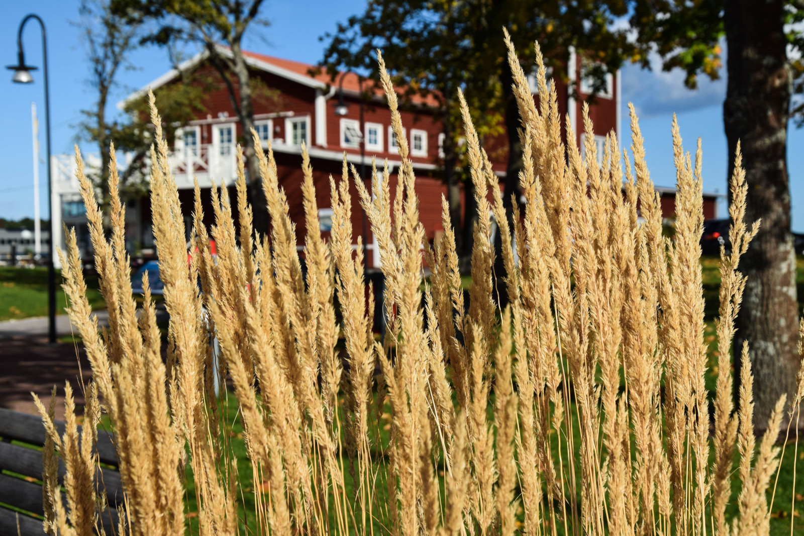 Wallpaper : nature, house, Sweden, reed, tree, autumn, flower, outdoor ...