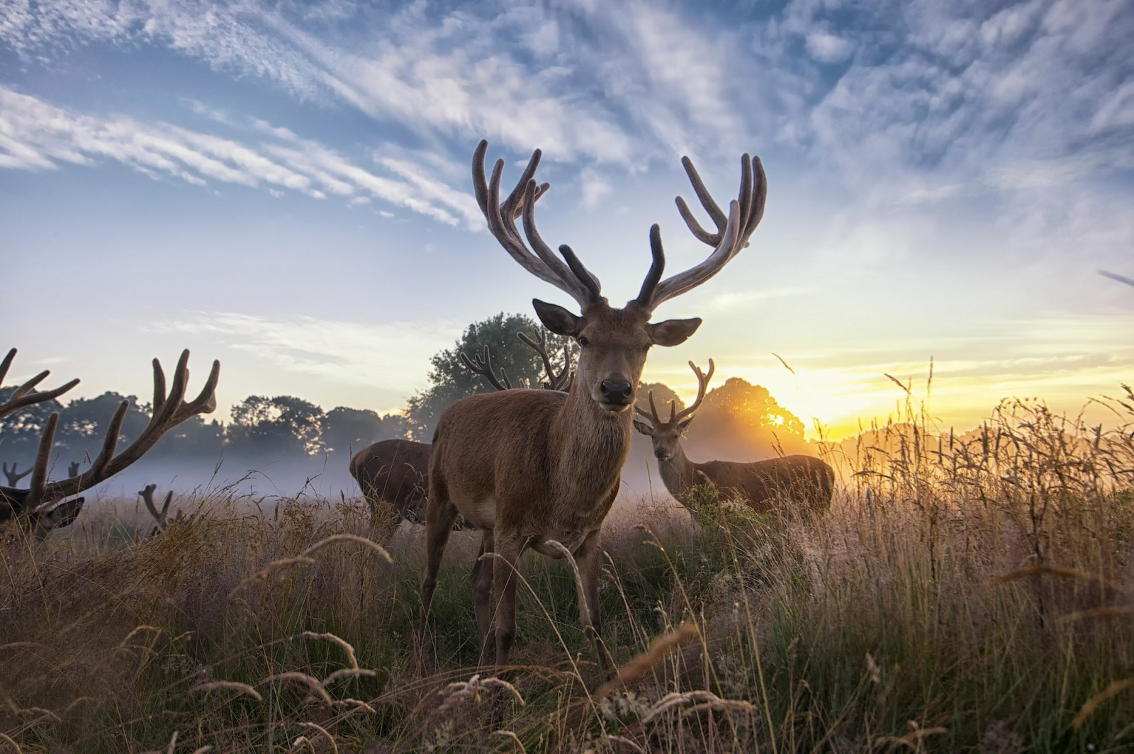 Bakgrundsbilder : rådjur, natur, vilda djur och växter, älg, ren ...