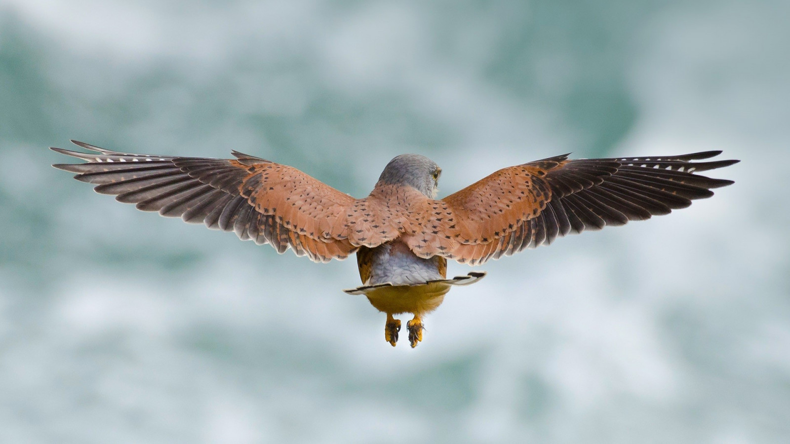 Ingyenes háttérképek : madarak, állatok, természet, szárnyak, vadvilág ...