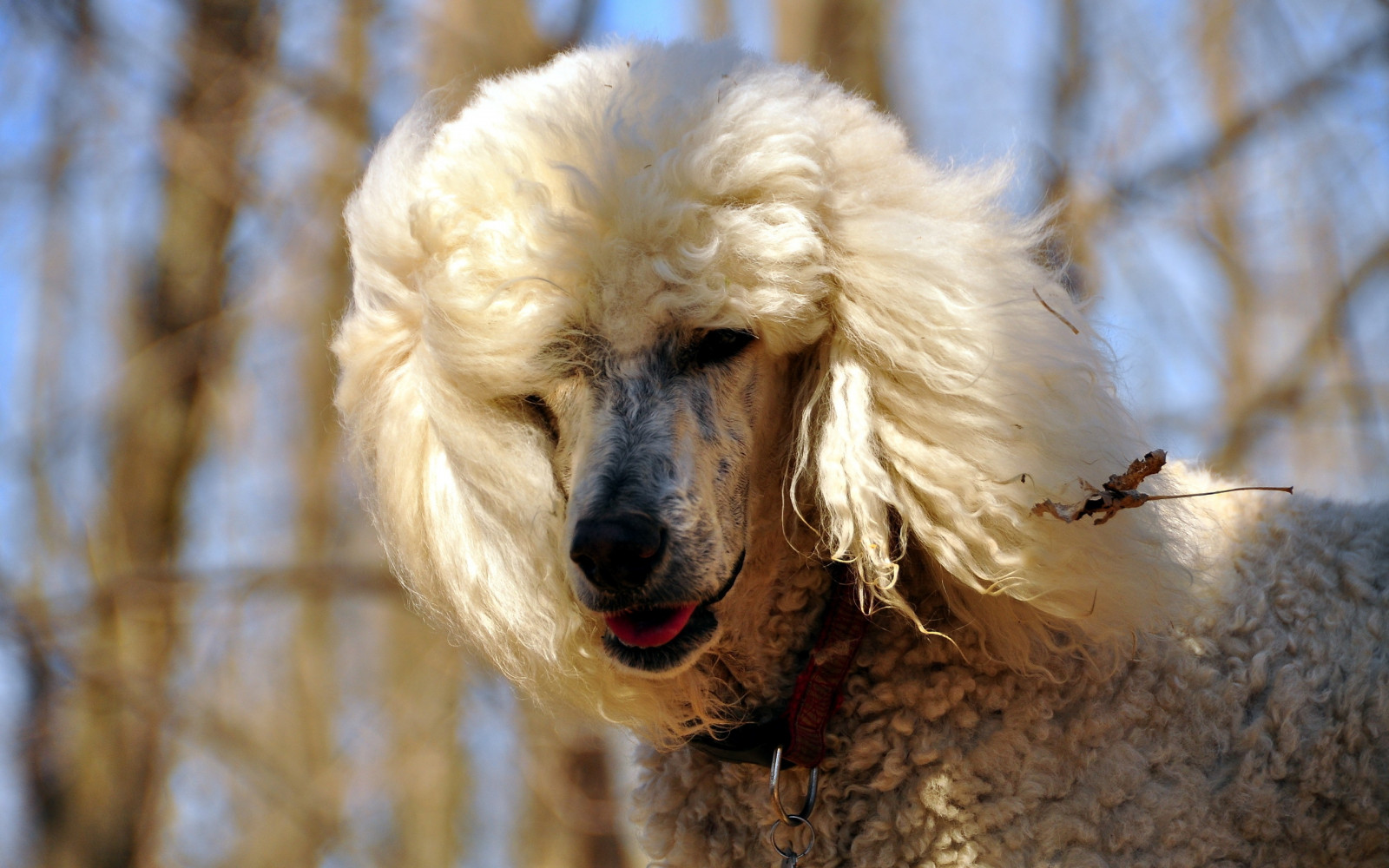 Wallpaper : dog, poodle, face 2560x1600 - goodfon - 656271 - HD ...