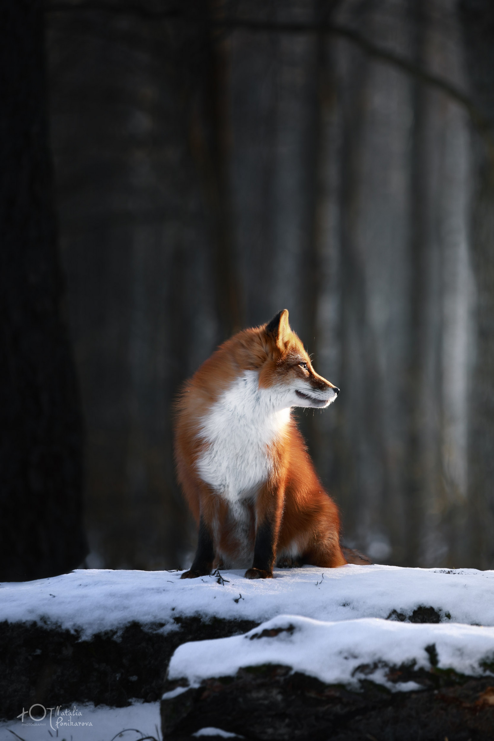 Wallpaper : animals, fox, nature, red, fur, winter, depth of field ...