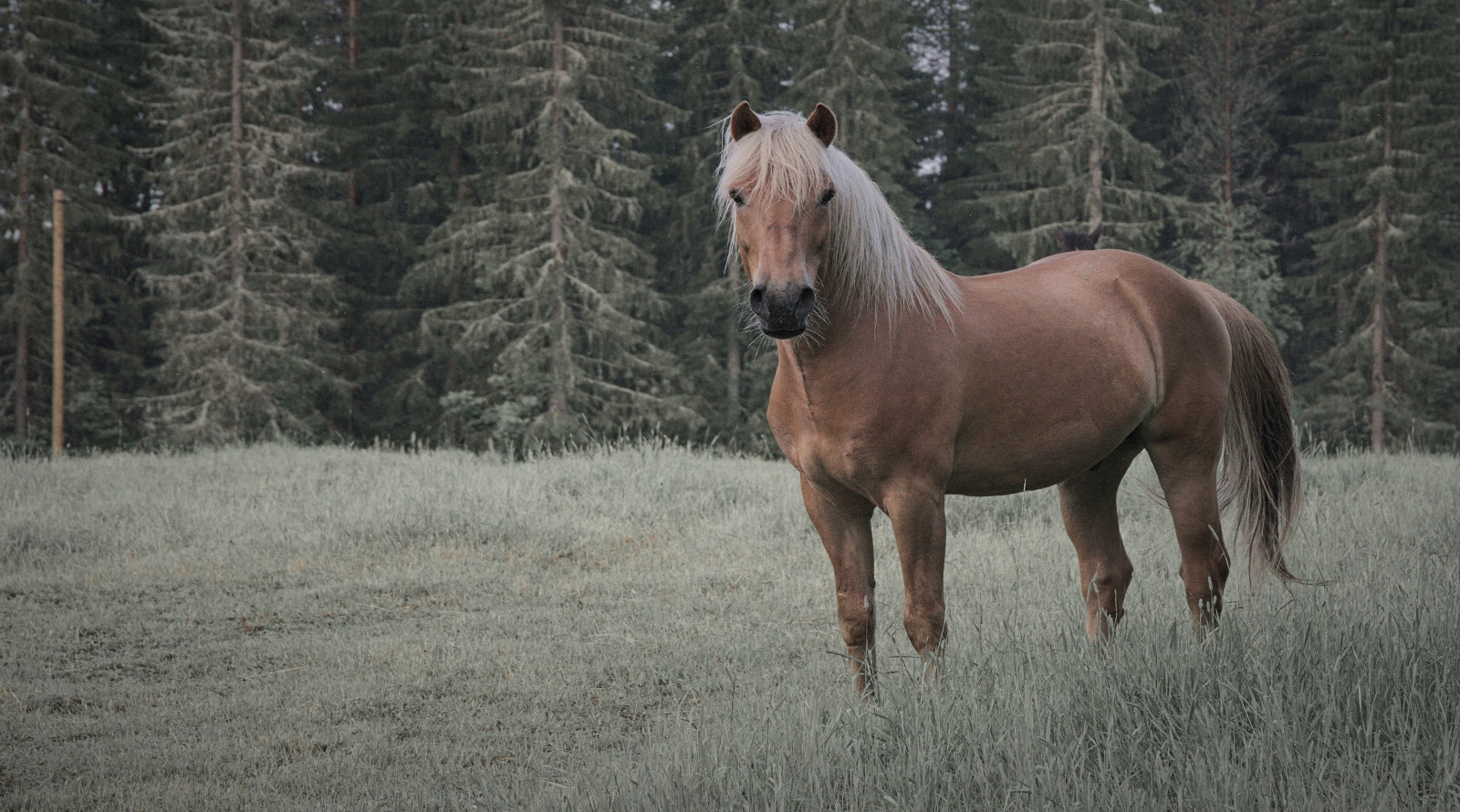Sfondi : natura, pascolo, cavalla, fauna, vertebrato, criniera, cavallo ...