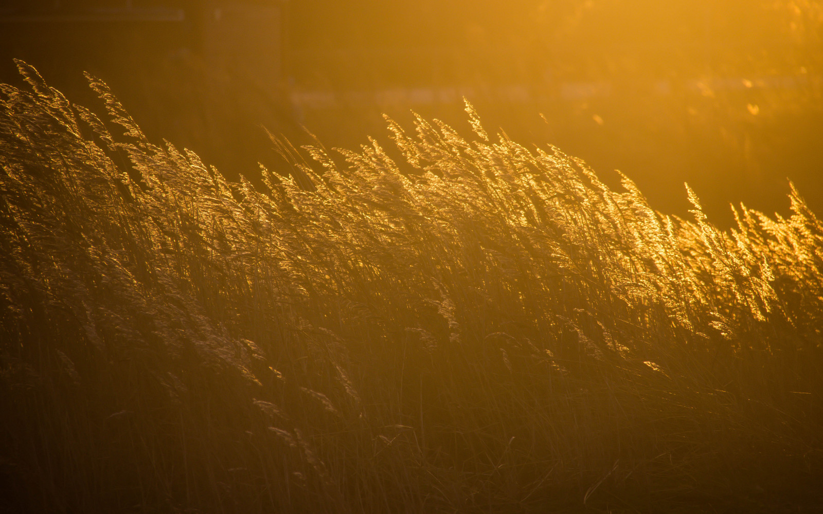 Wallpaper : sunlight, sunset, night, nature, reflection, sky, sunrise ...