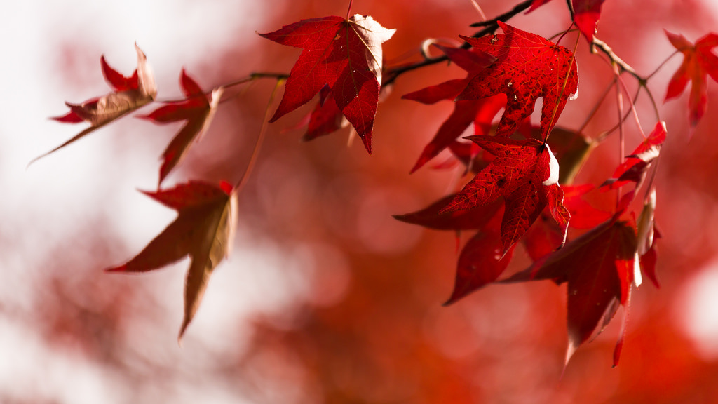 Imagini de fundal : frunze 1024x576 - - 1046854 - Imagini de fundal ...