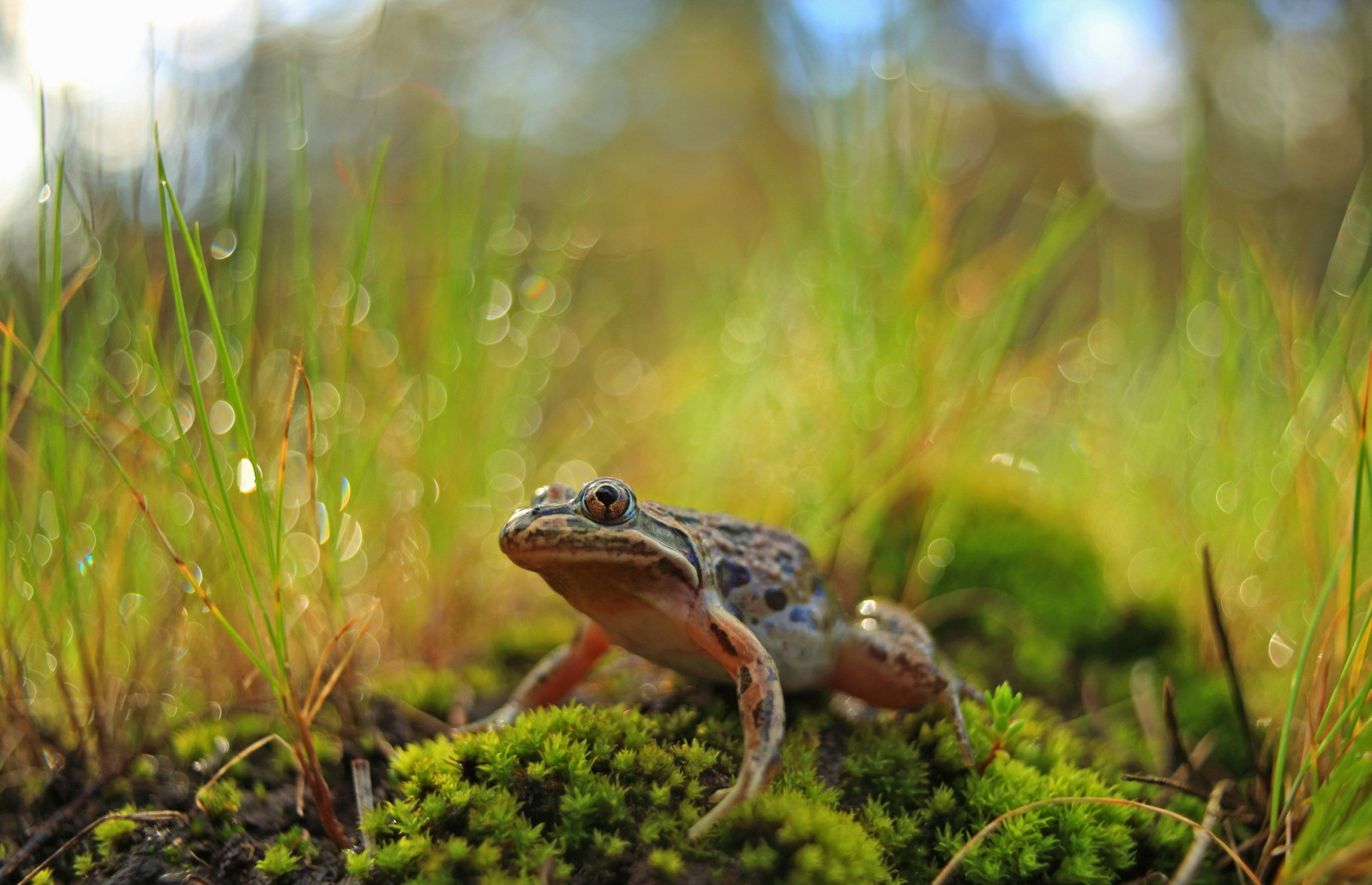 Wallpaper : animals, nature, plants, green, wildlife, frog, amphibian ...