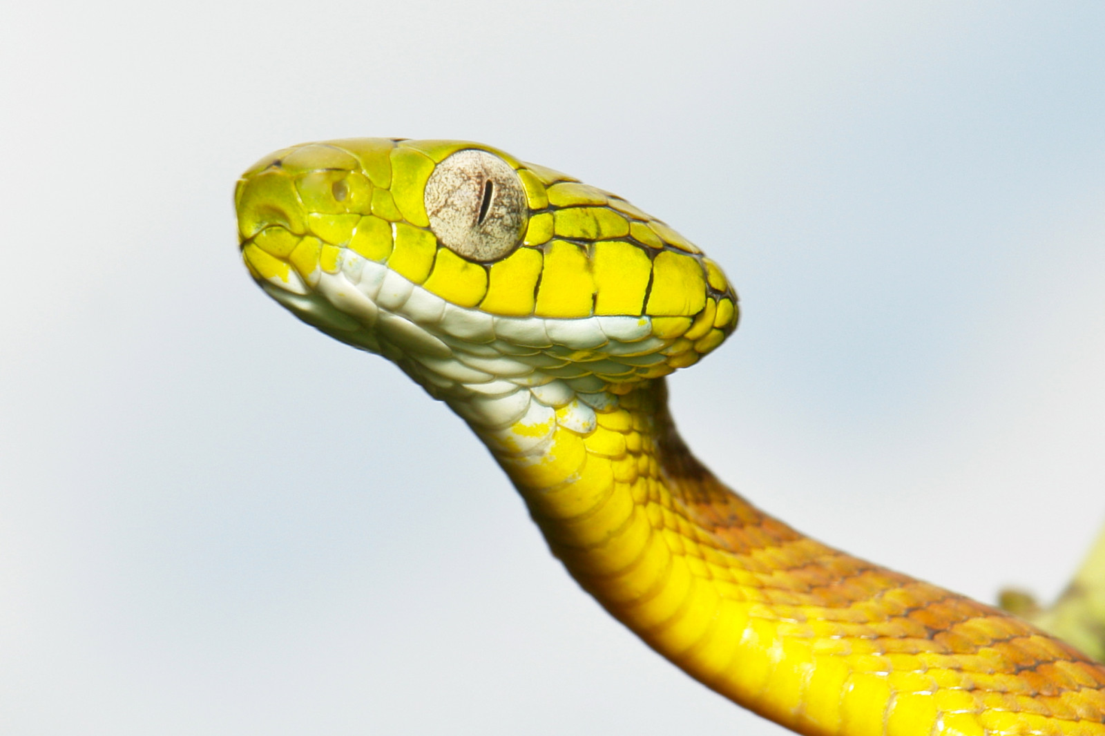 Wallpaper : snake, scaled reptile, serpent, yellow, elapidae, close up ...