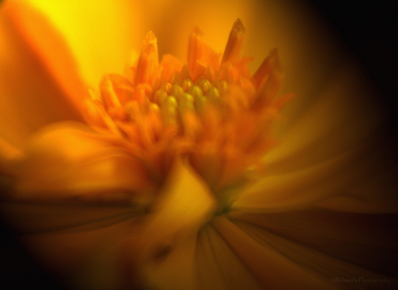 Wallpaper : orange, flower, macro, texture, yellow, extreme, sigma ...