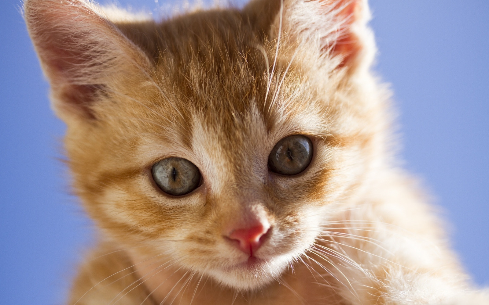 Wallpaper : kitten, face, eyes, red, scared 2560x1600 - wallpaperUp ...
