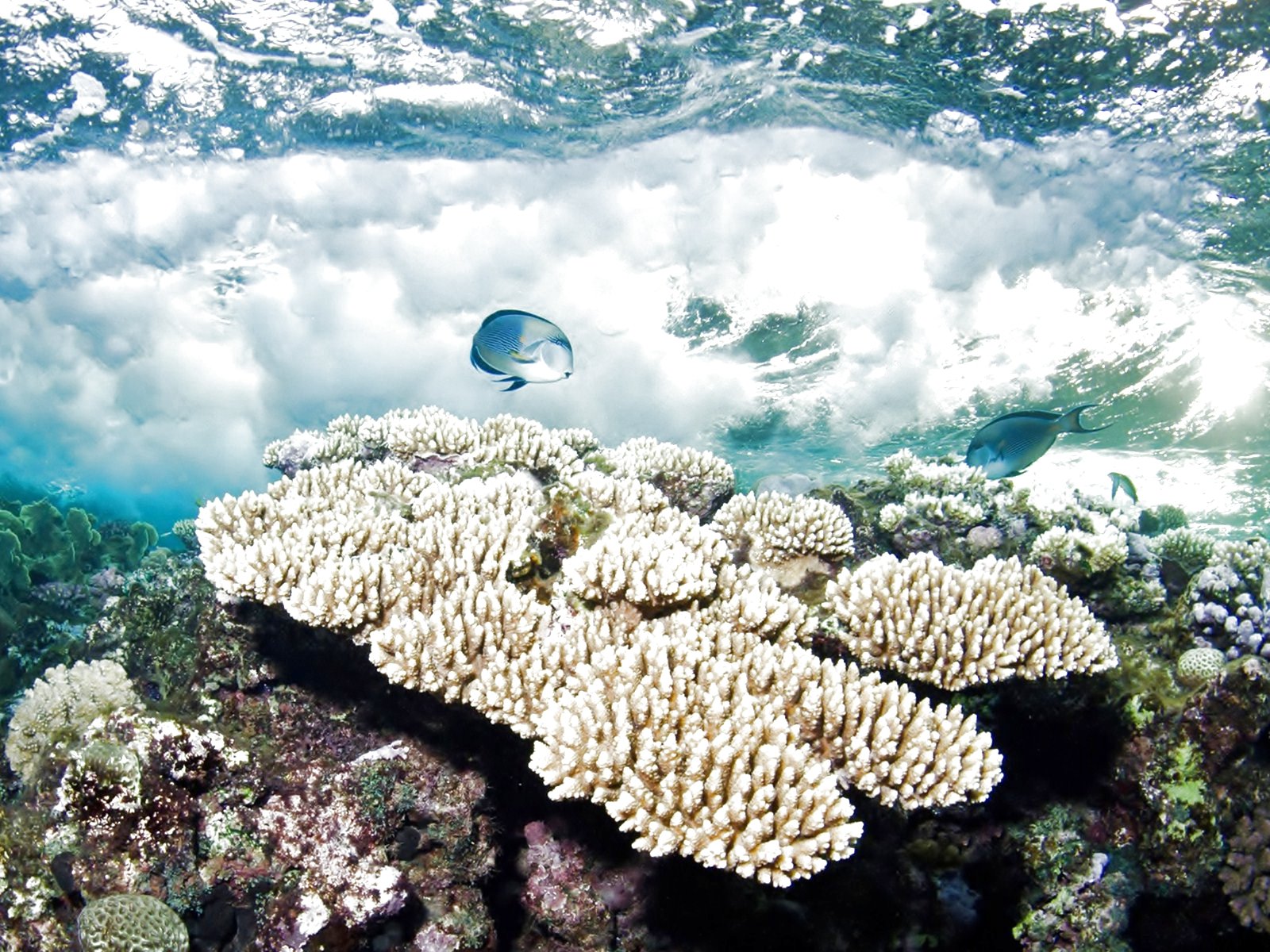 Imagini de fundal : 1600x1200 px, peşte, pesti, natură, ocean, mare ...