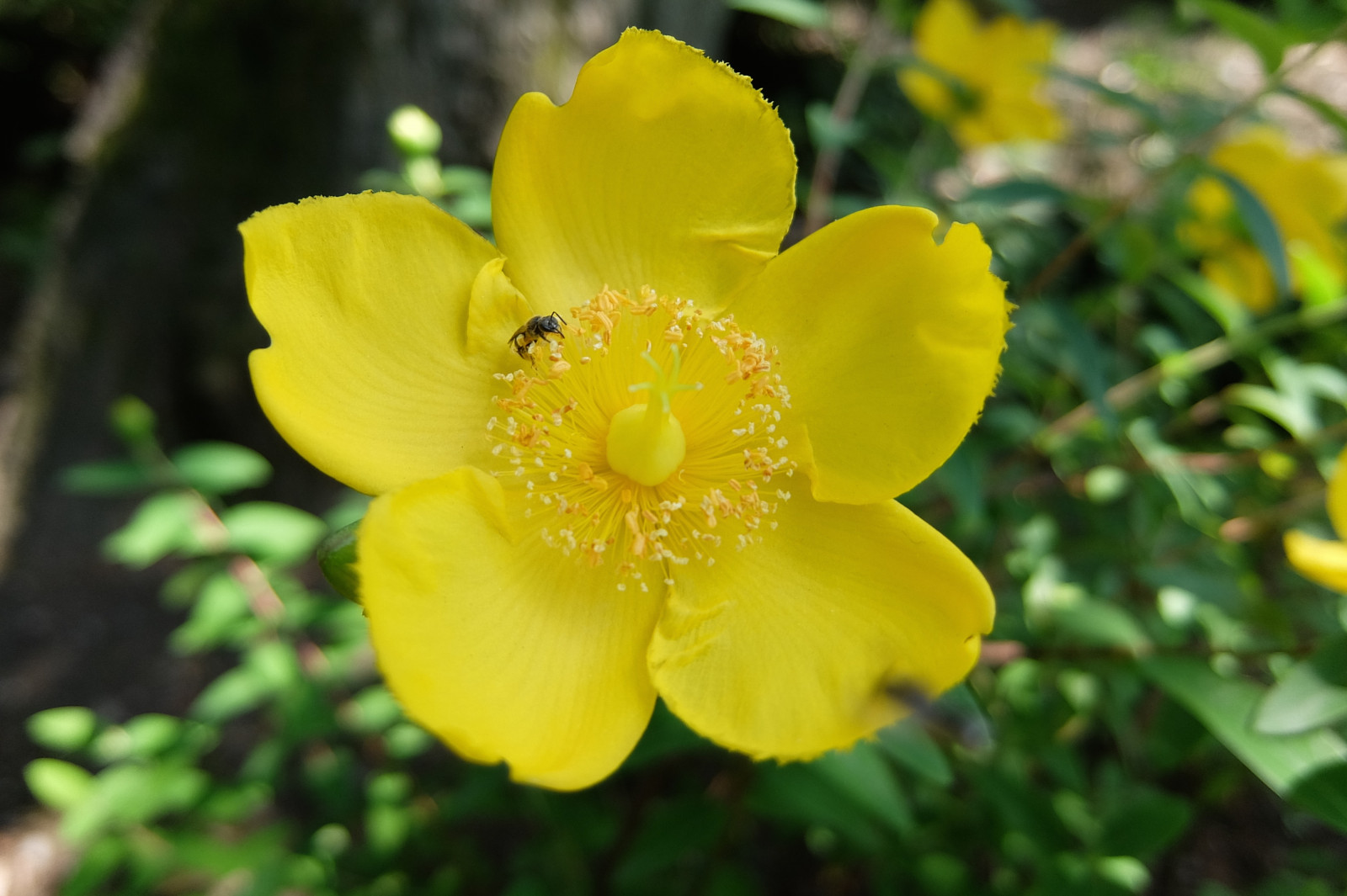 Wallpaper : nature, yellow, blossom, Tokyo, fujifilm, flower, flora ...