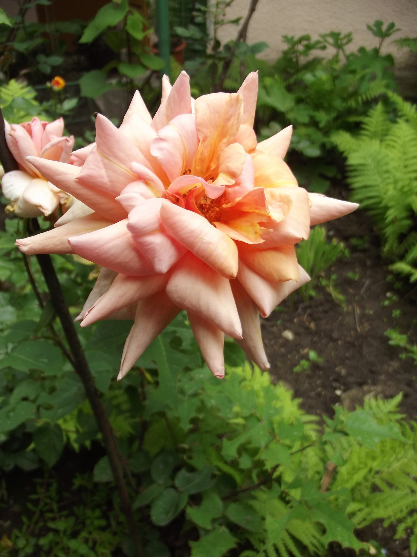 Wallpaper : portrait display, plants, flower, flora, petal, botany ...