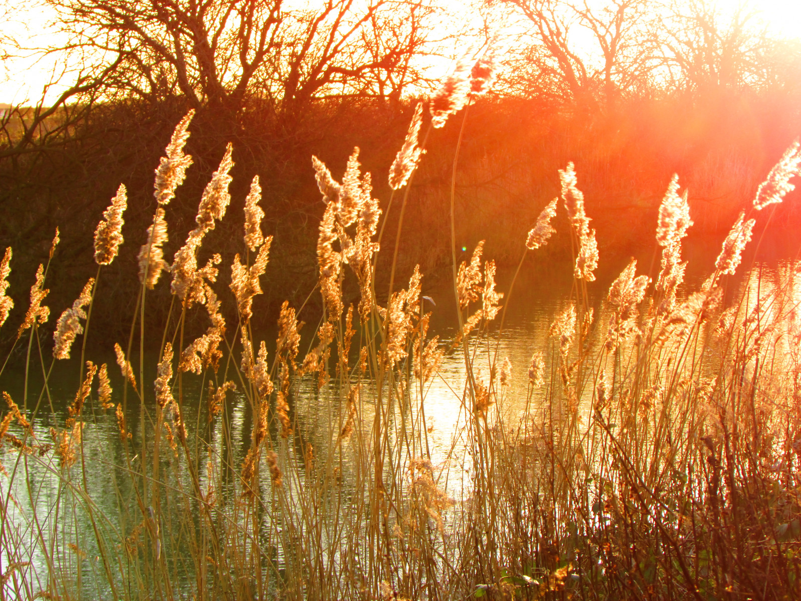 Wallpaper : light, sunset, red, Sun, sunlight, nature, reeds, evening ...