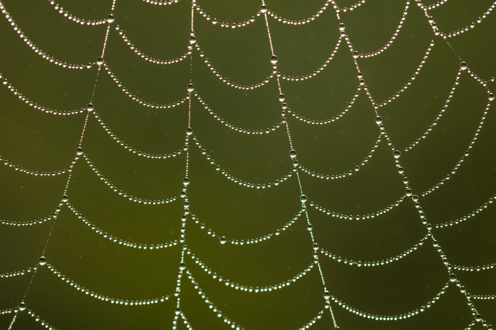 Wallpaper : air, pola, lingkaran, labah-labah, embun, Arachnid ...