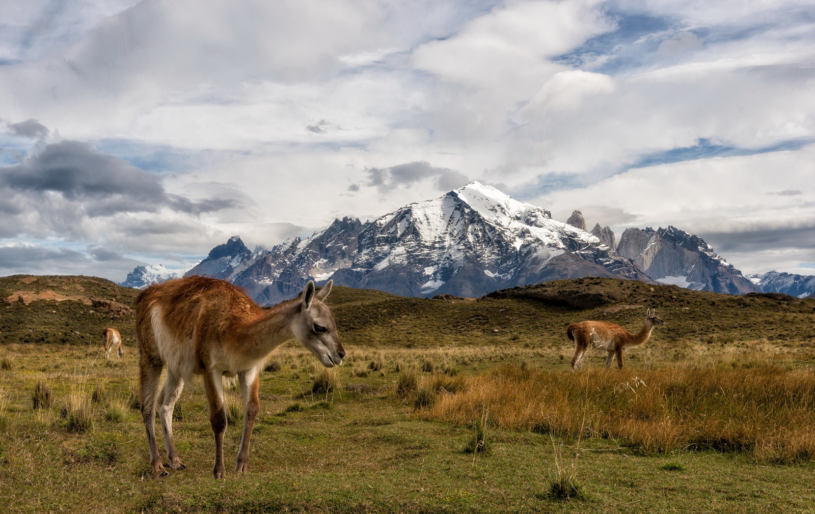 Wallpaper : Chile, nature, animals, landscape, mountains 2048x1293 ...