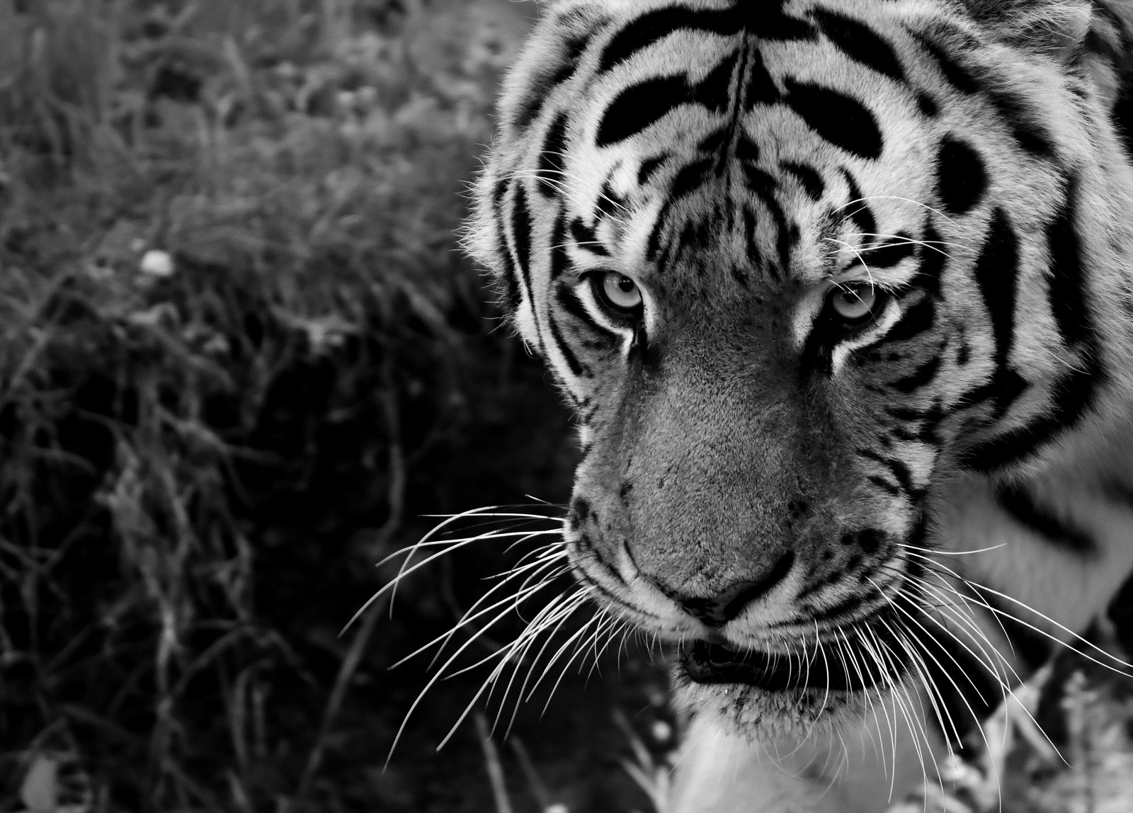 Wallpaper : tiger, muzzle, sight, predator, bw 4181x3000 - wallup ...