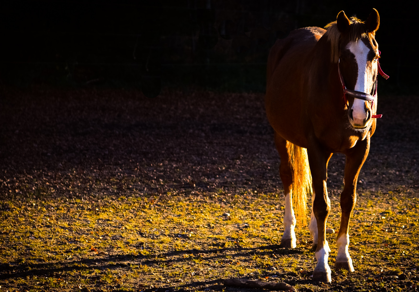 Shadow Wallpapers Horse