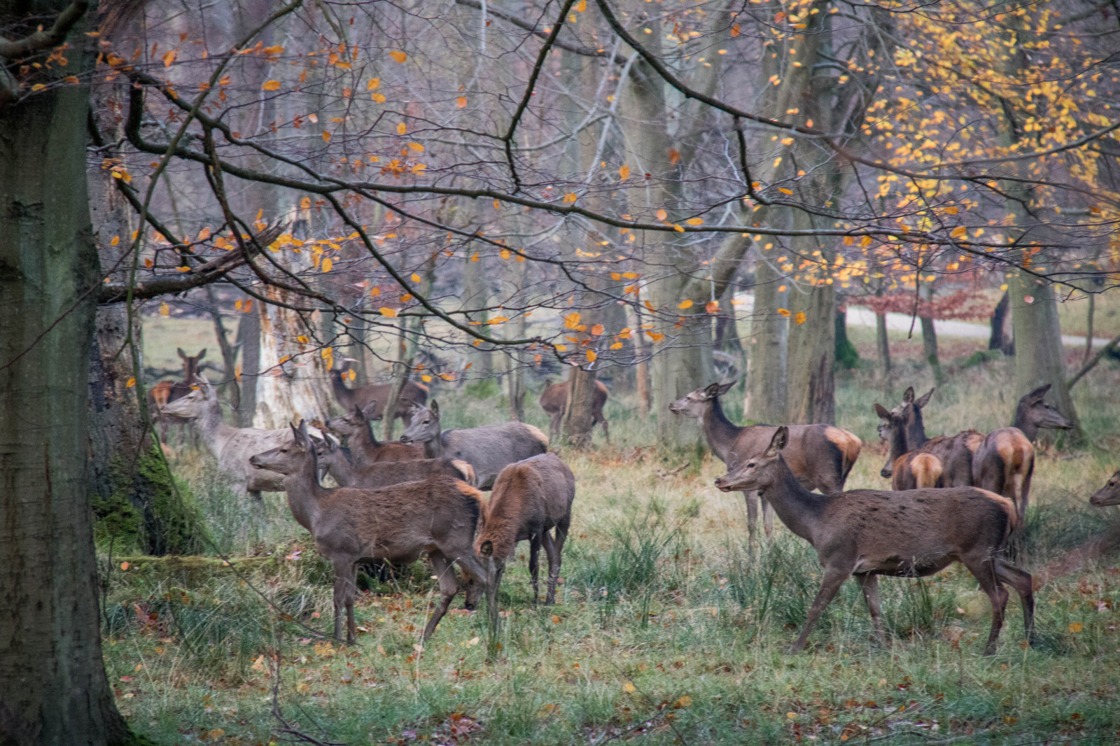 Wallpaper : forest, park, wildlife, elk, Denmark, autumn, woods ...