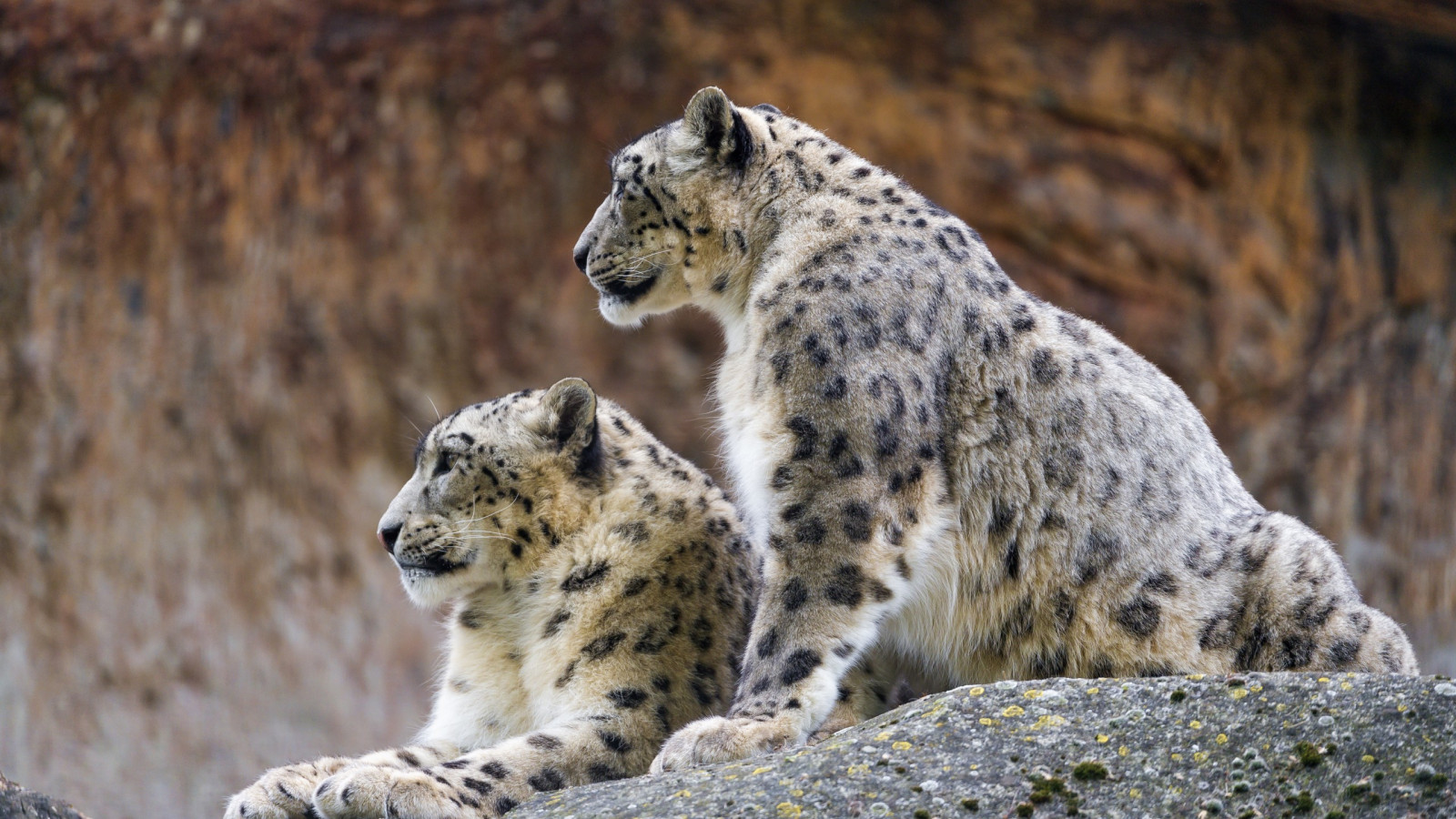 Wild Cat Snow Leopard