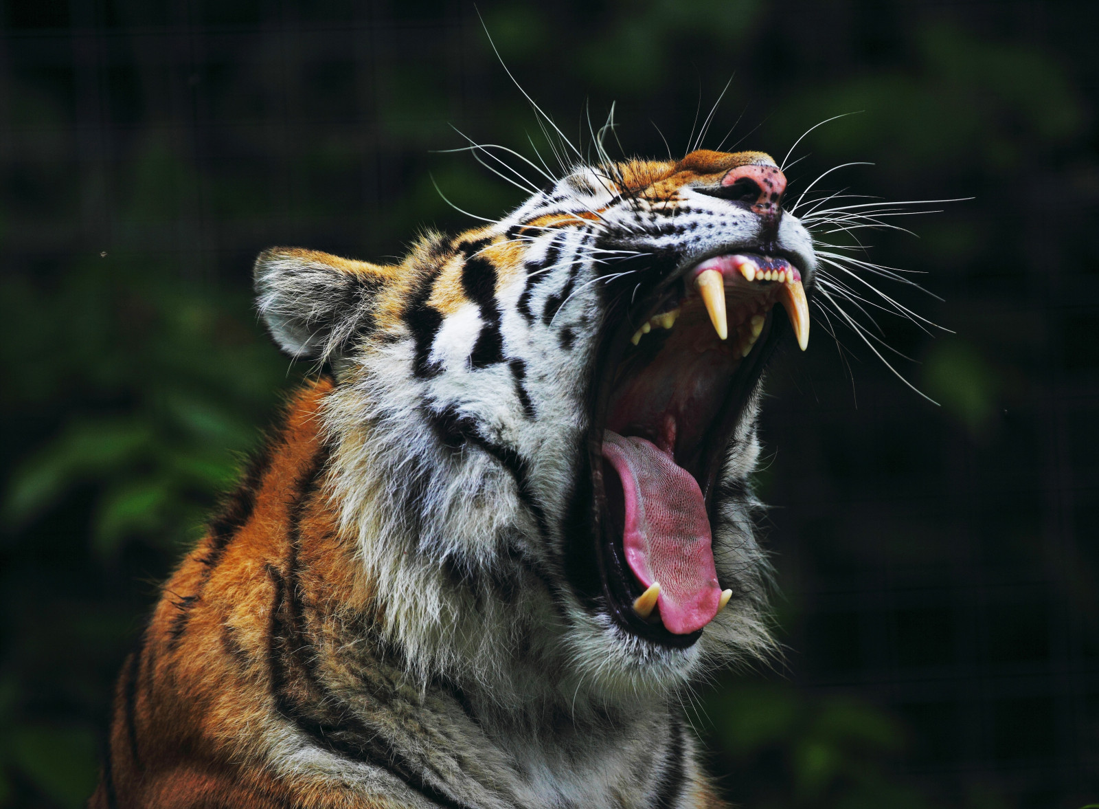 Wallpaper : tiger, big cat, face, teeth, anger 4770x3510 - goodfon ...