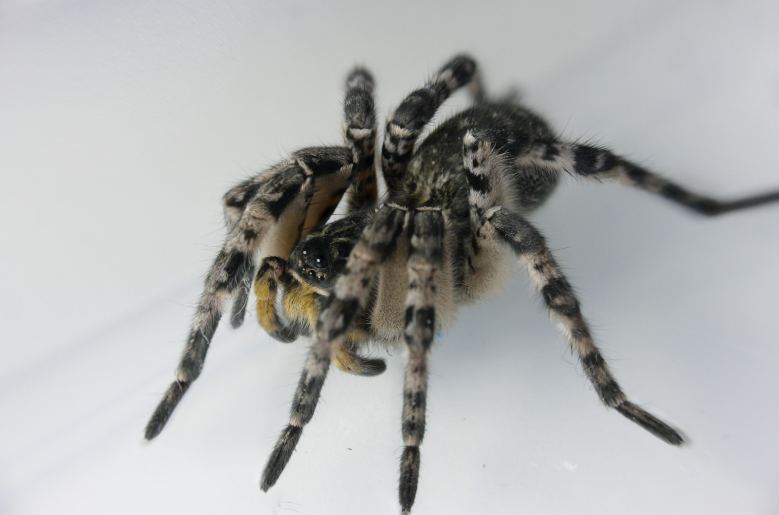 Tapety : pavouk, zvěř 4222x2792 - Johnny786 - 1528155 - Tapety - WallHere