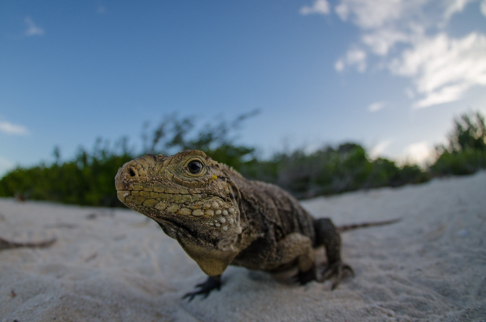 Wallpaper : animals, nature, lizards, wildlife, amphibian, toad ...