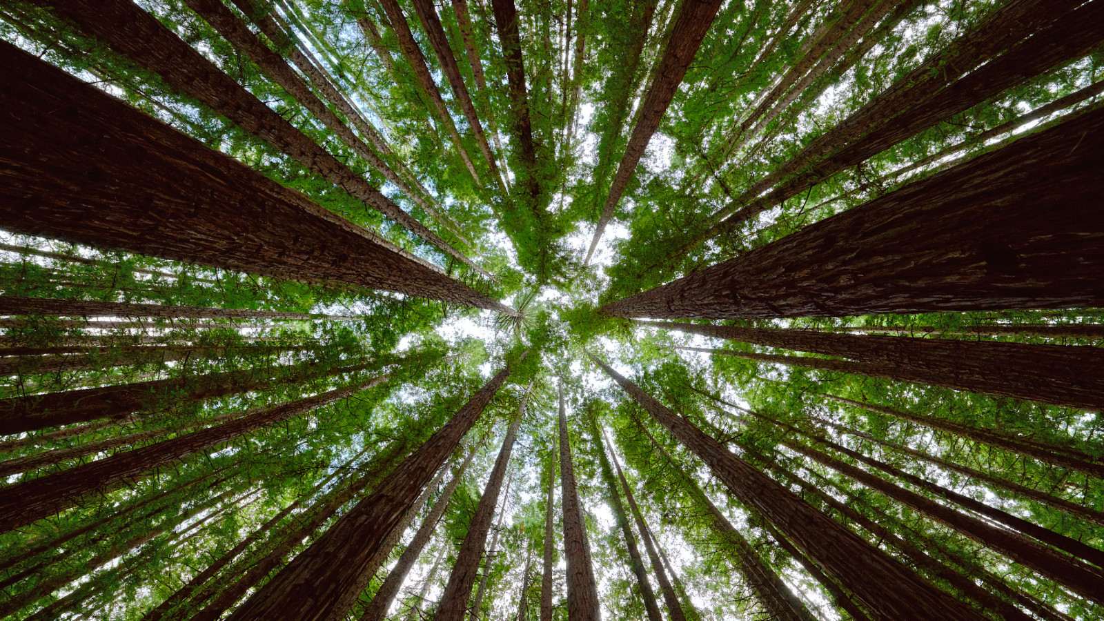 Wallpaper : hutan, alam, pohon, langit, siang hari 2560x1440 - wall1223 ...