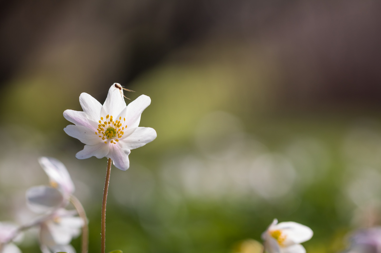 Wallpaper : sunlight, nature, blossom, spring, Anemone, flower, flora ...