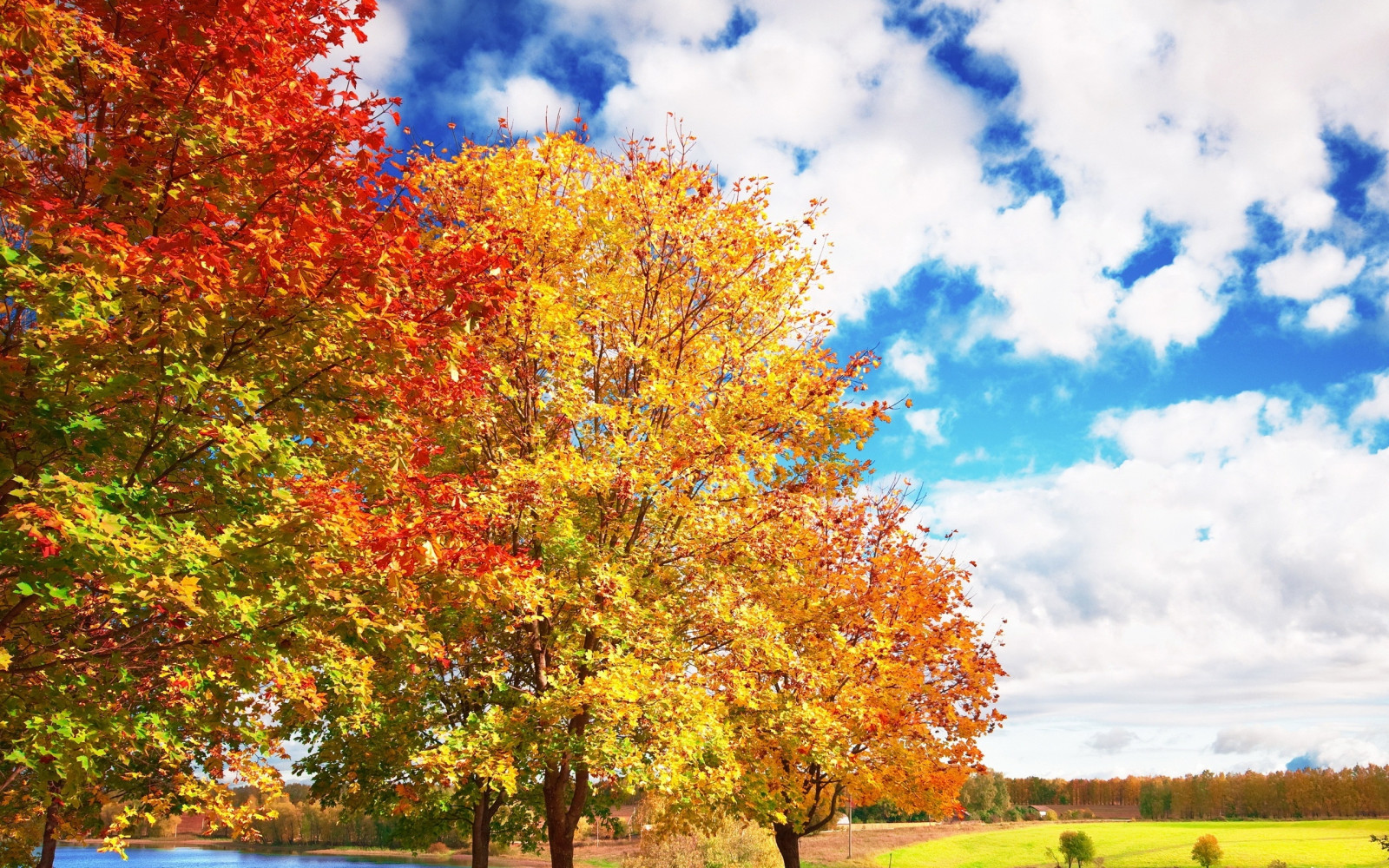 Sfondi : autunno, alberi, le foglie, cielo 2560x1600 - CoolWallpapers ...