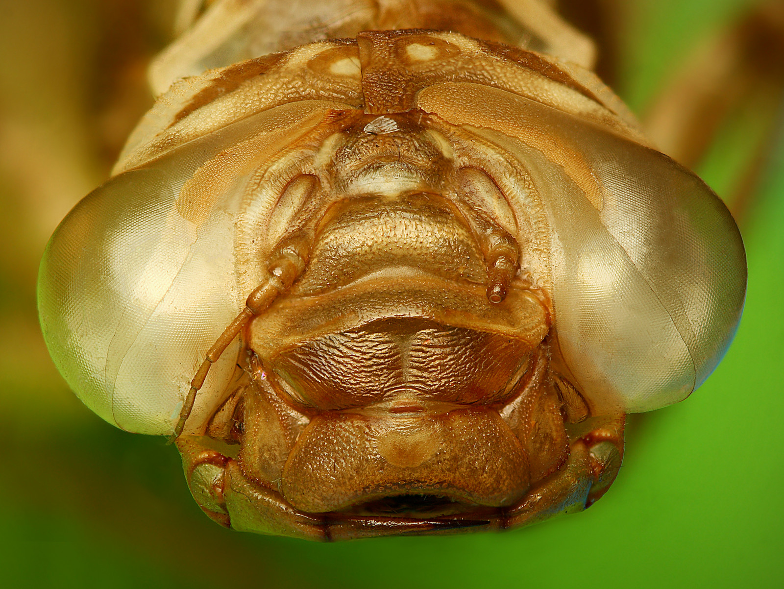 Wallpaper : portrait, macro, green, nature, beautiful, Canon, insect ...