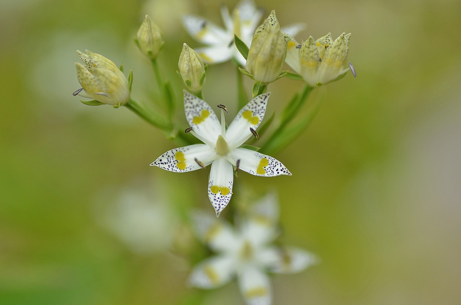 Wallpaper : Japan, garden, nature, branch, green, blossom, flower, kobe ...