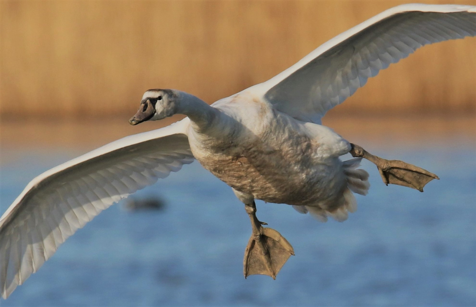 Wallpaper : sunlight, landscape, sport, lake, wildlife, swan, goose, UK ...