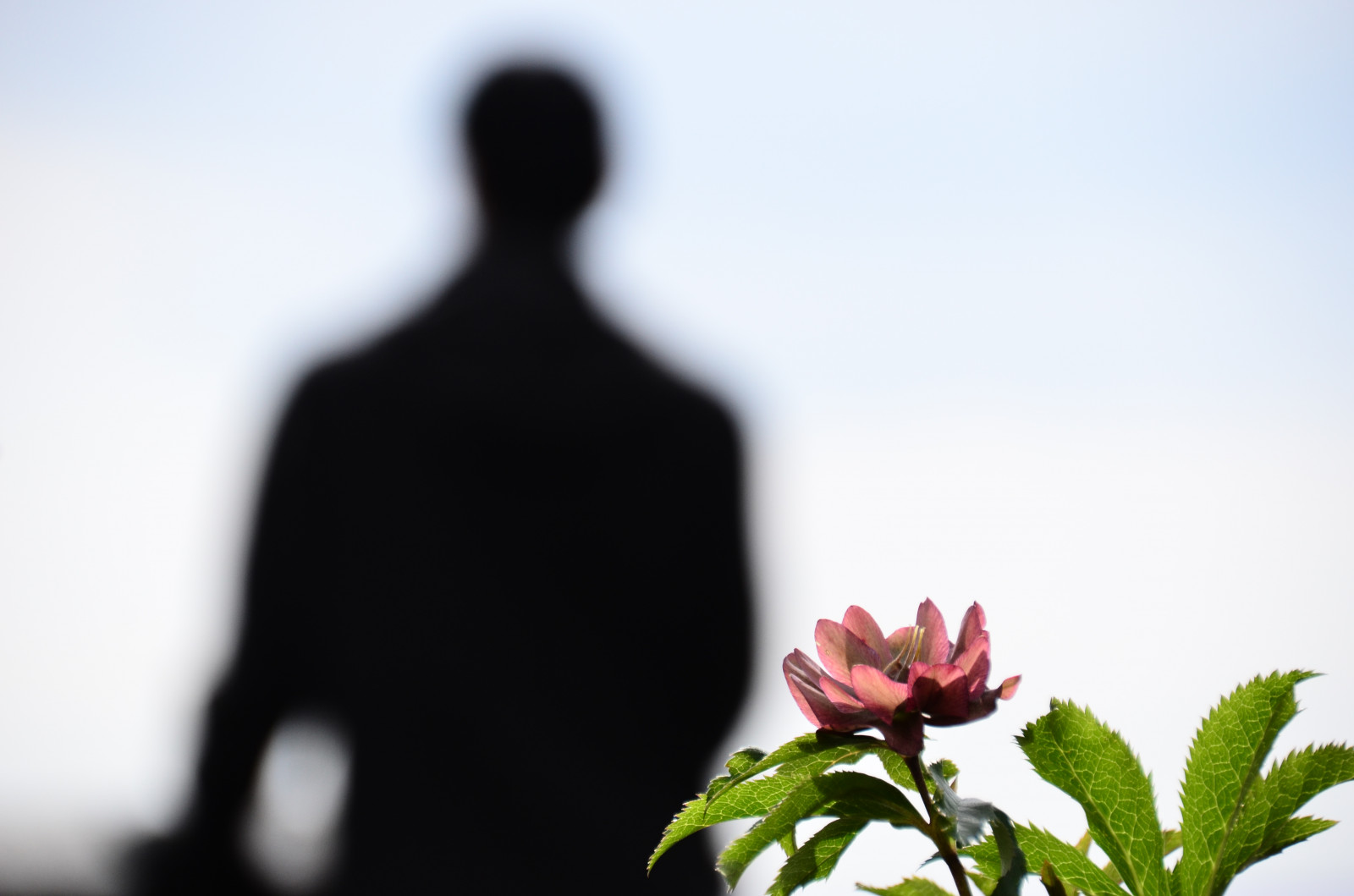 Wallpaper : red, photography, flower, plant, man, hand 4928x3264 ...