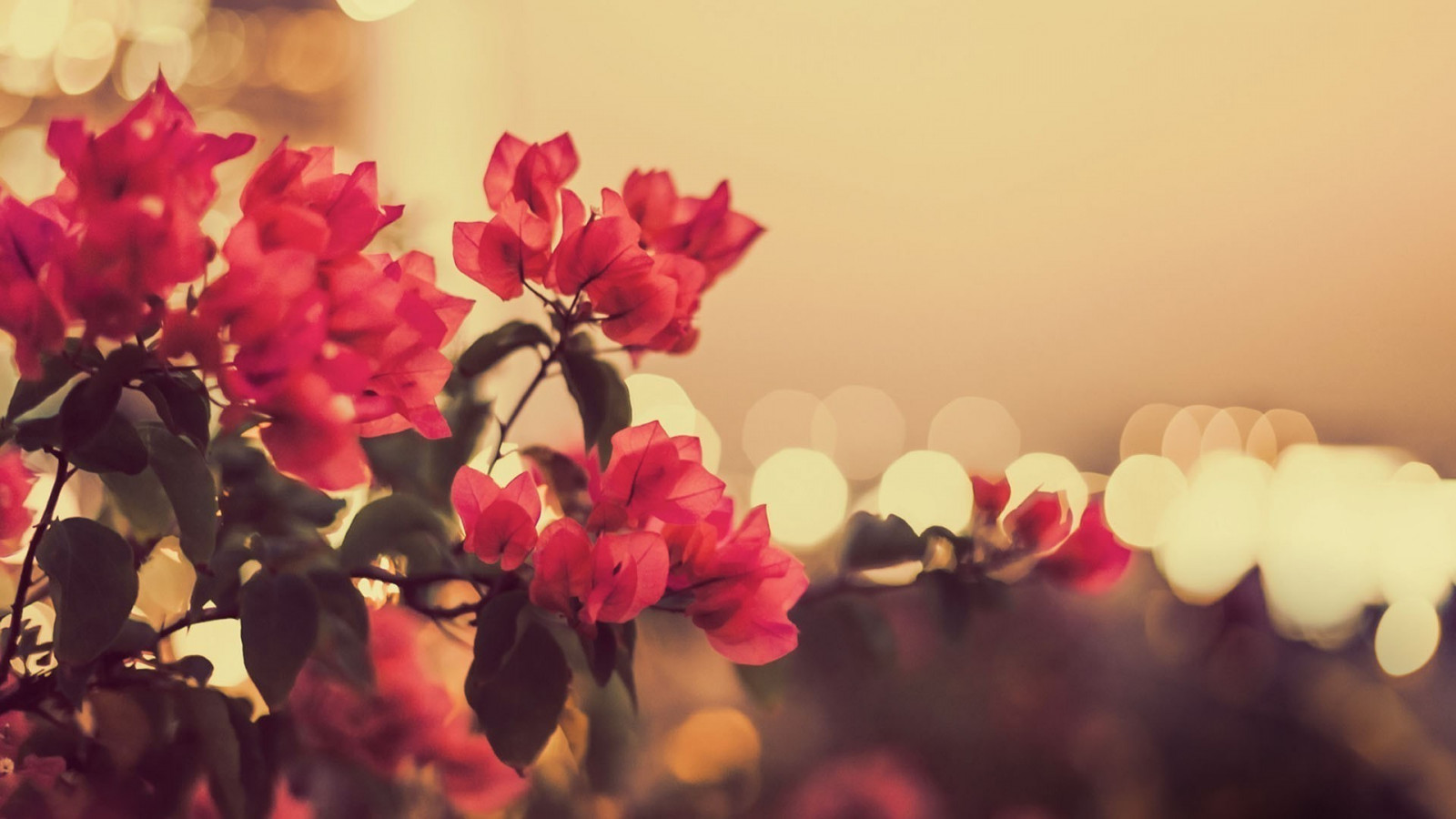 Wallpaper : 1920x1080 px, bunga-bunga, bunga merah 1920x1080 ...
