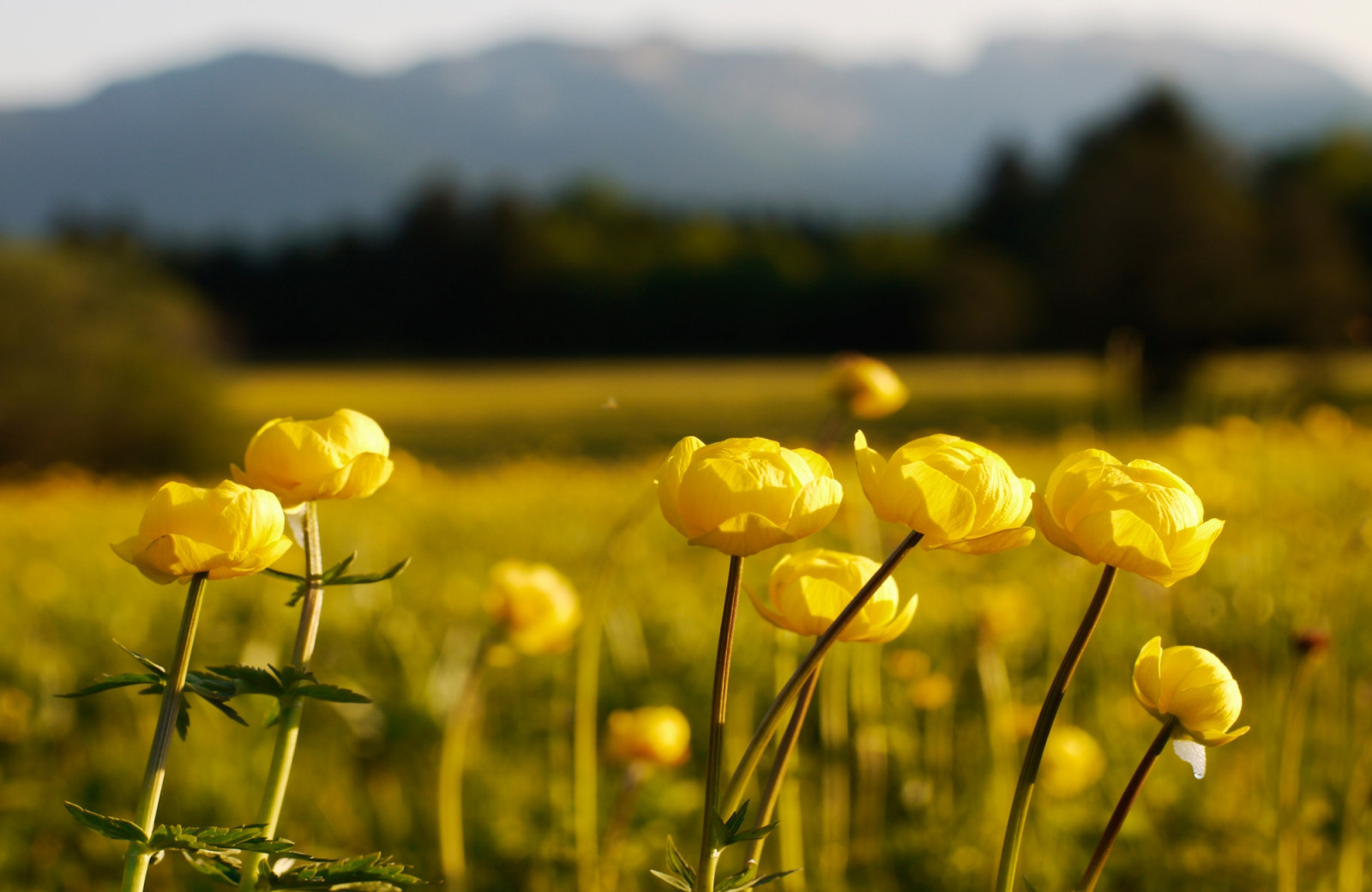 Sfondi : luce del sole, fiori, natura, cielo, giallo, mattina, prateria ...