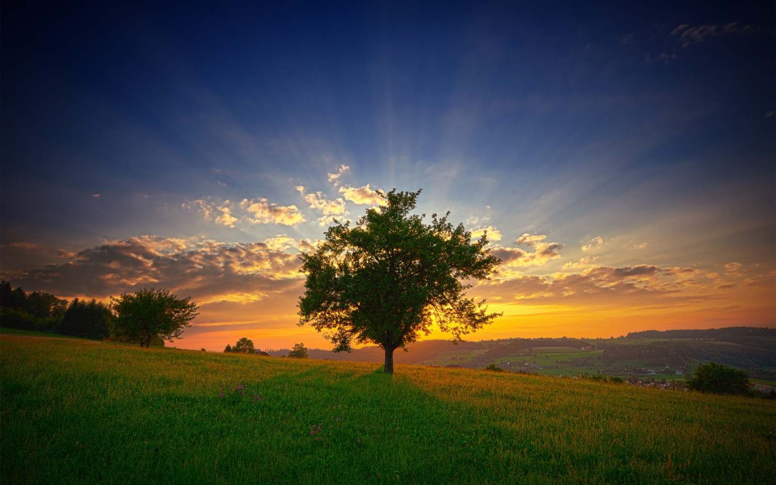 Fond Décran Lumière Du Soleil Des Arbres Paysage Le Coucher Du