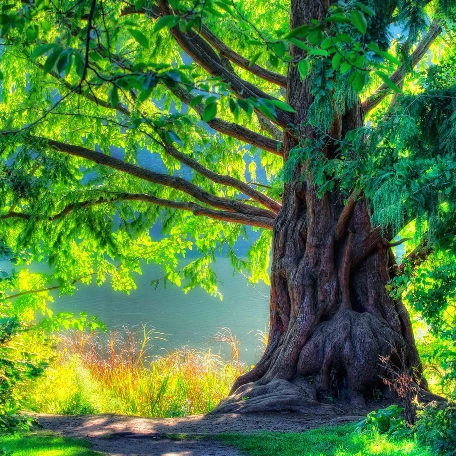 Achtergronden : zonlicht, bomen, landschap, Bos, natuur, gras, tak ...
