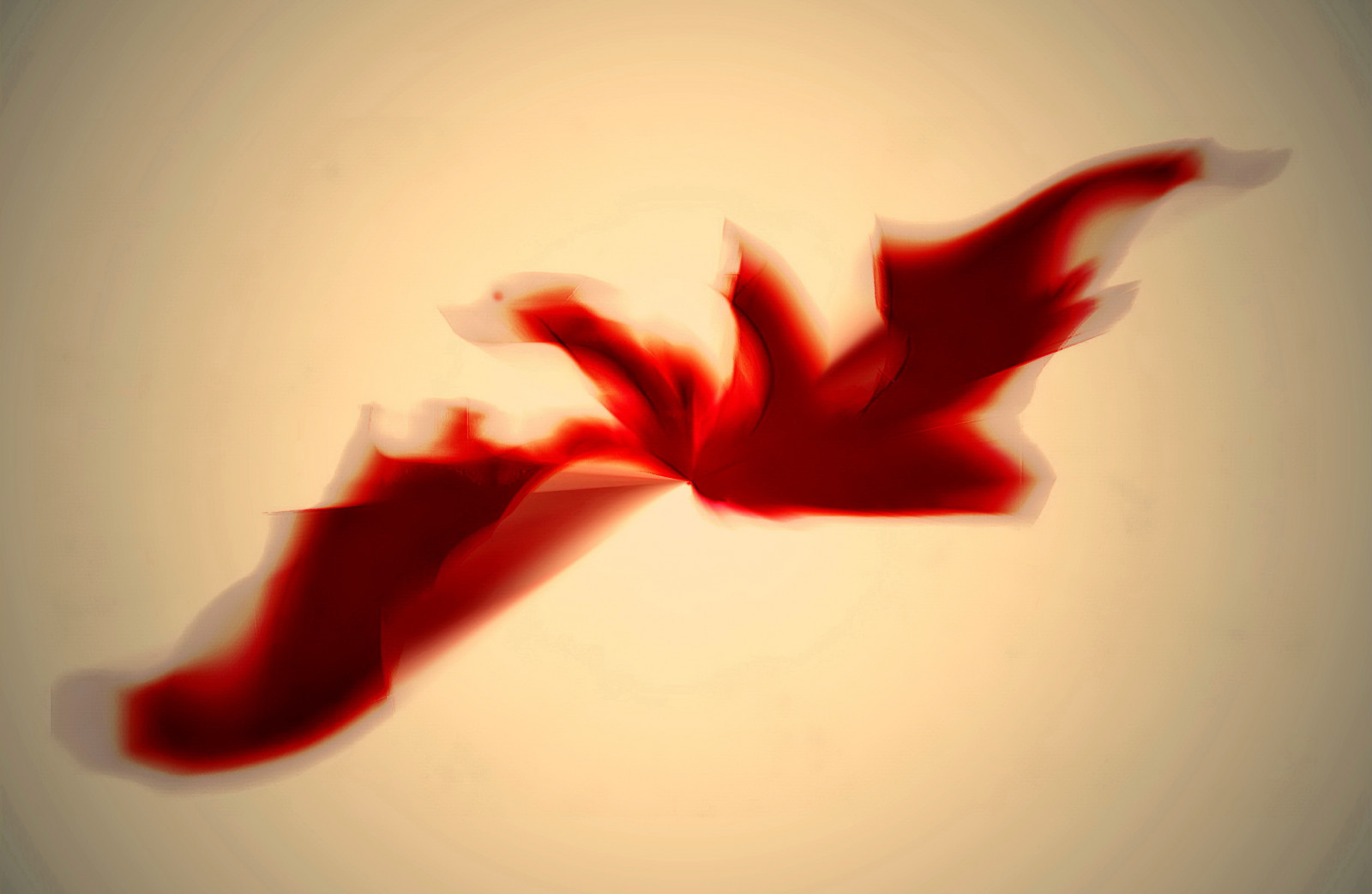 배경 화면 화이트 추상 애정 빨간 발렌타인 데이 담홍색 색깔 손 디지털 꽃잎 육상 식물 꽃 피는 식물 오르간 닫다 매크로 사진 하워드 던칸