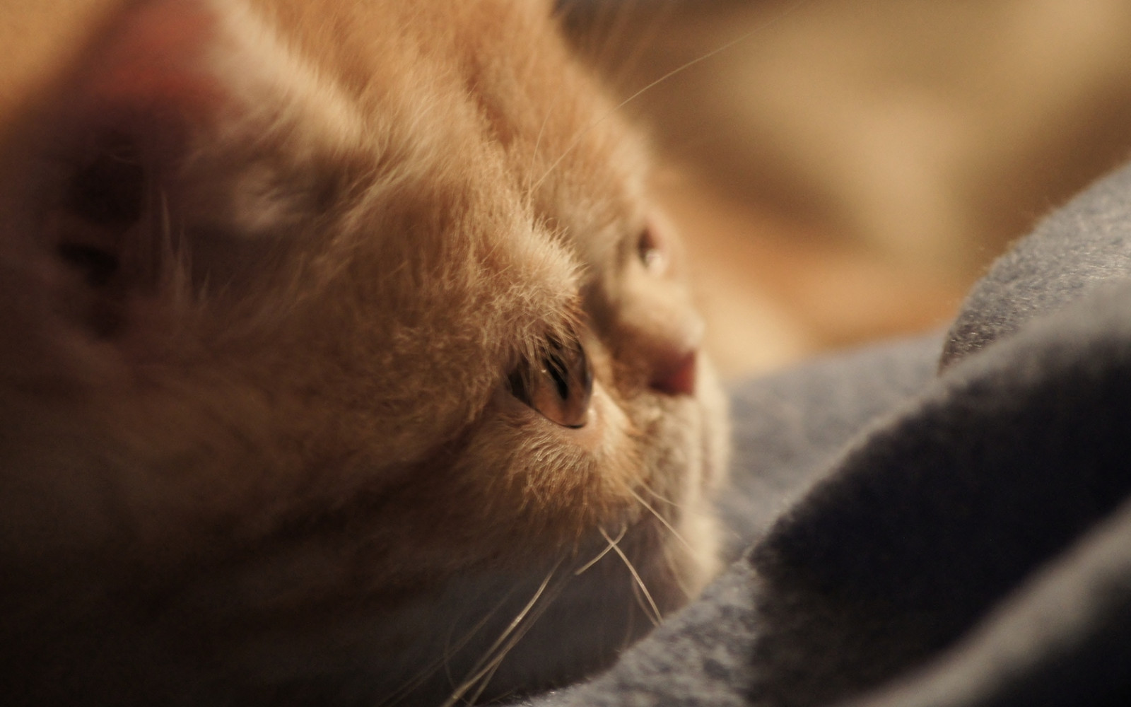 Wallpaper : face, nose, whiskers, skin, cute, eye, hand, kitten ...