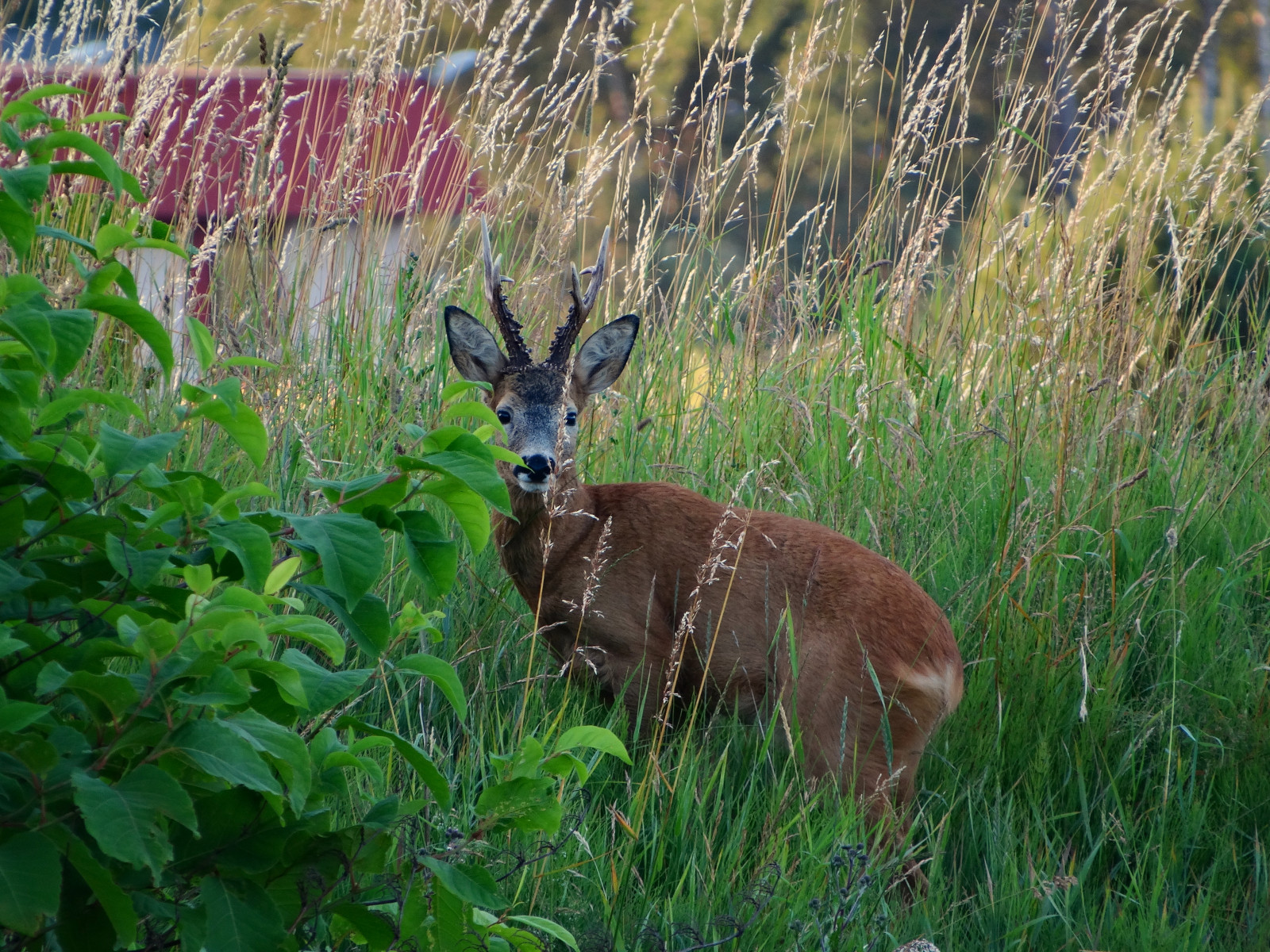 Bakgrundsbilder : rådjur, Stockholm, Sverige, johankleventoft, morgon ...