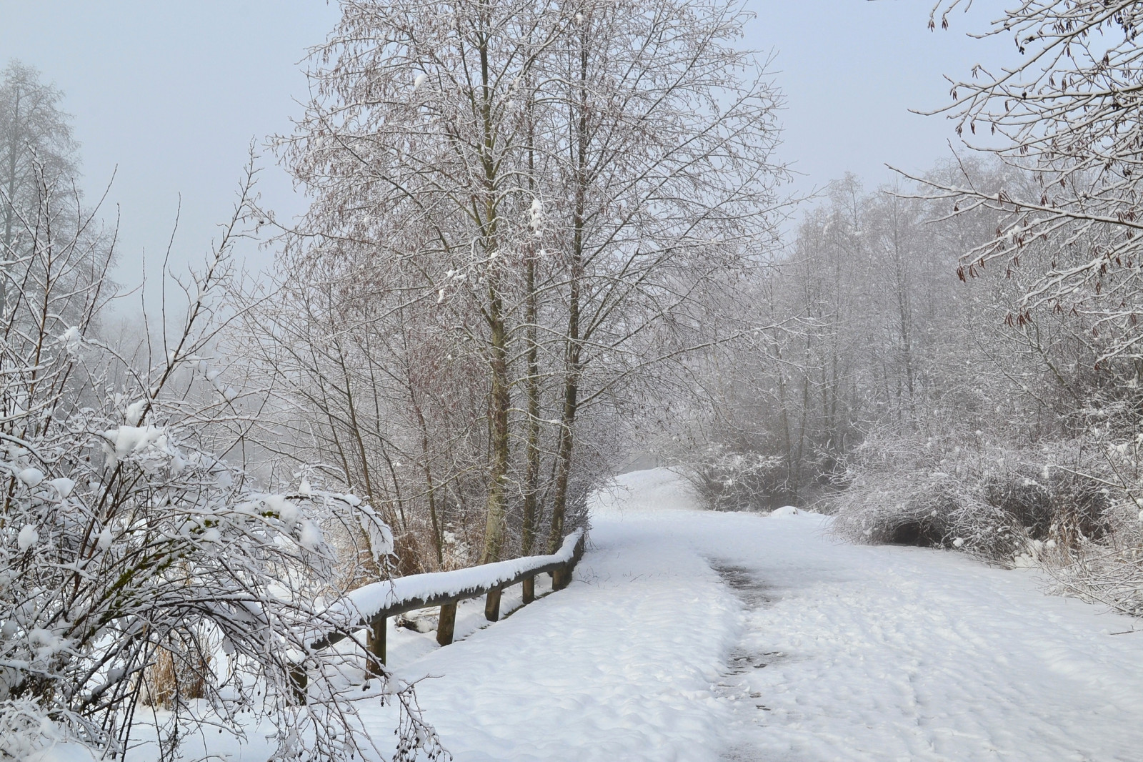 Bakgrundsbilder : träd, landskap, vatten, himmel, utomhus, snö, vinter ...