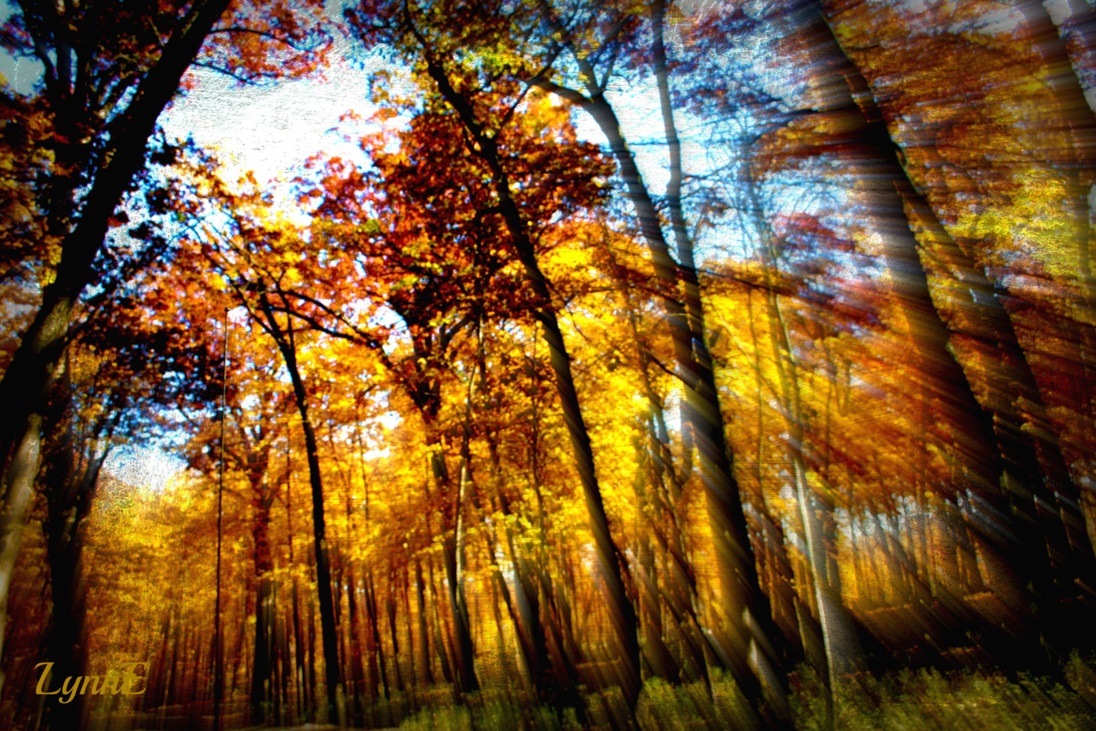 Wallpaper : sunlight, forest, nature, reflection, branch, morning ...