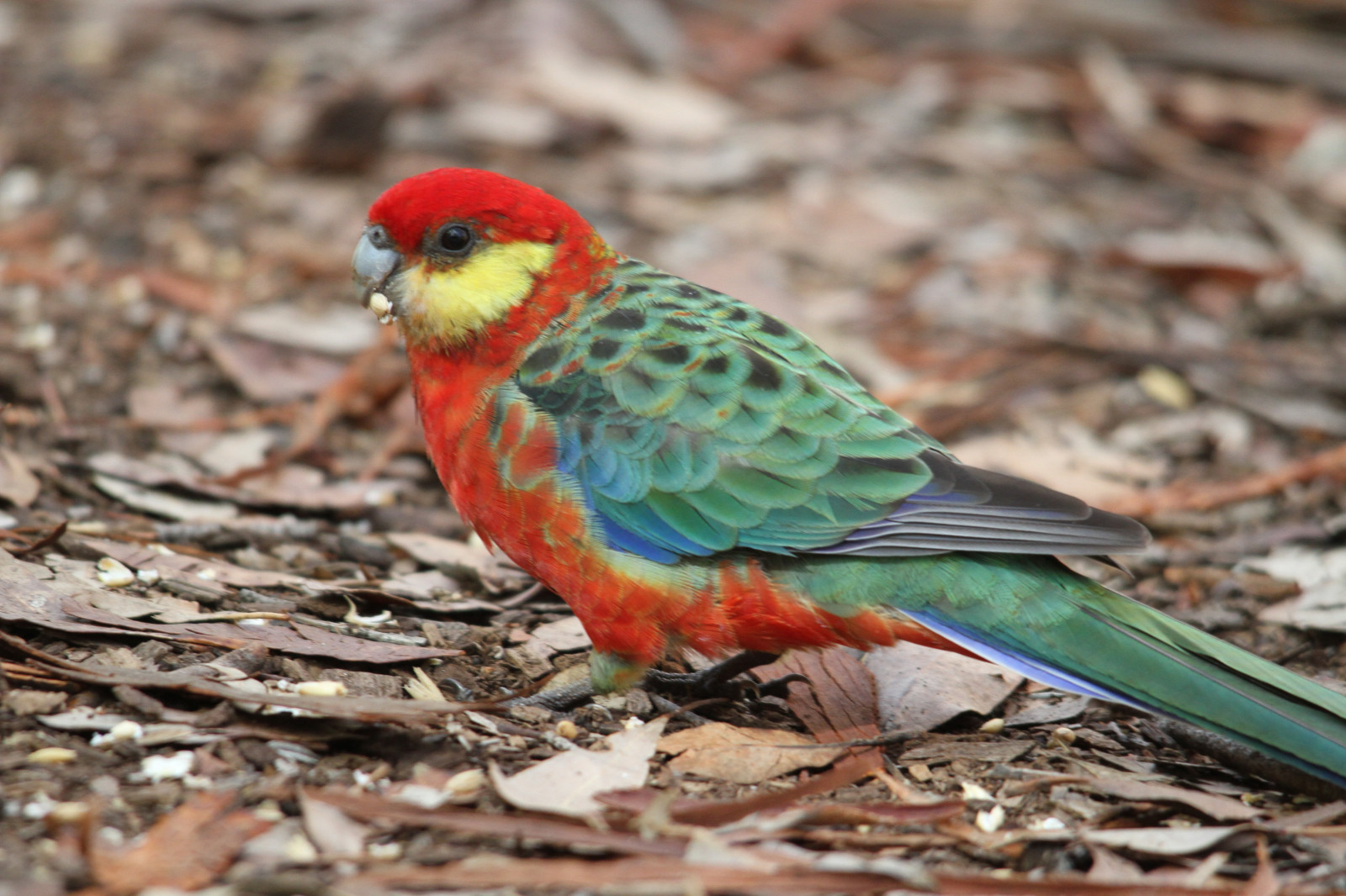 Wallpaper : 1, 5184x3456 px, bird, jpg, parrot, rosella, tropical ...